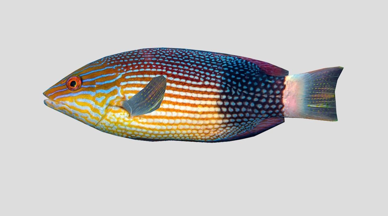 Mauritius hogfish 3D model animated rigged | CGTrader