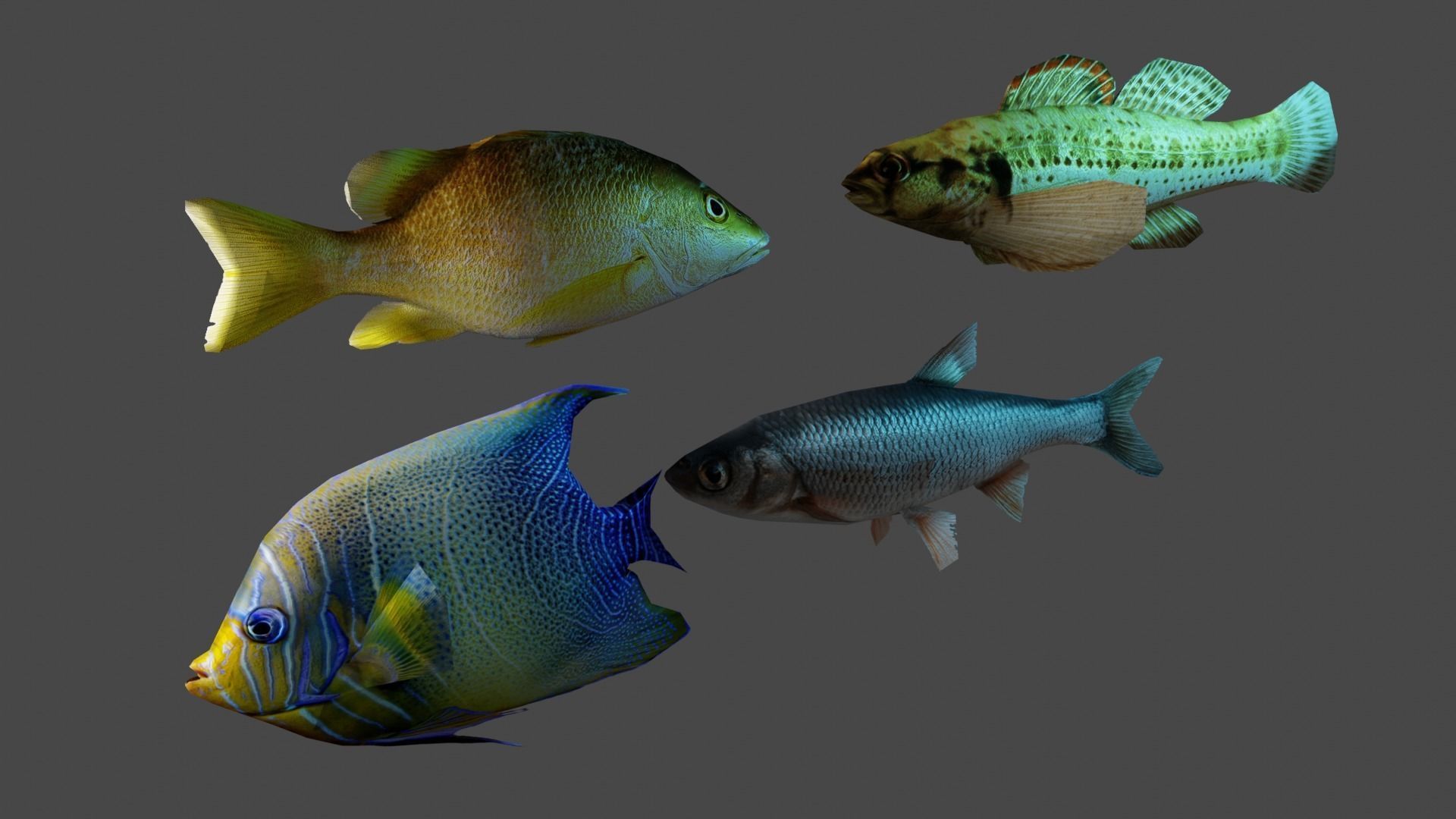 3D model Fish collection low-poly fishes VR / AR / low-poly | CGTrader