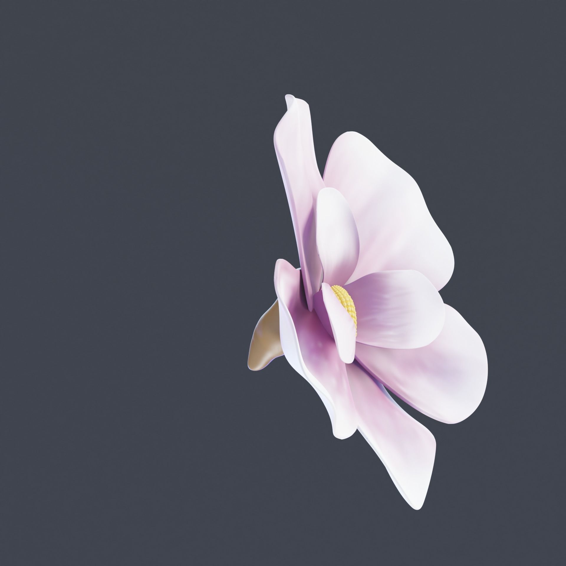 Magnolia Flower 3D model | CGTrader