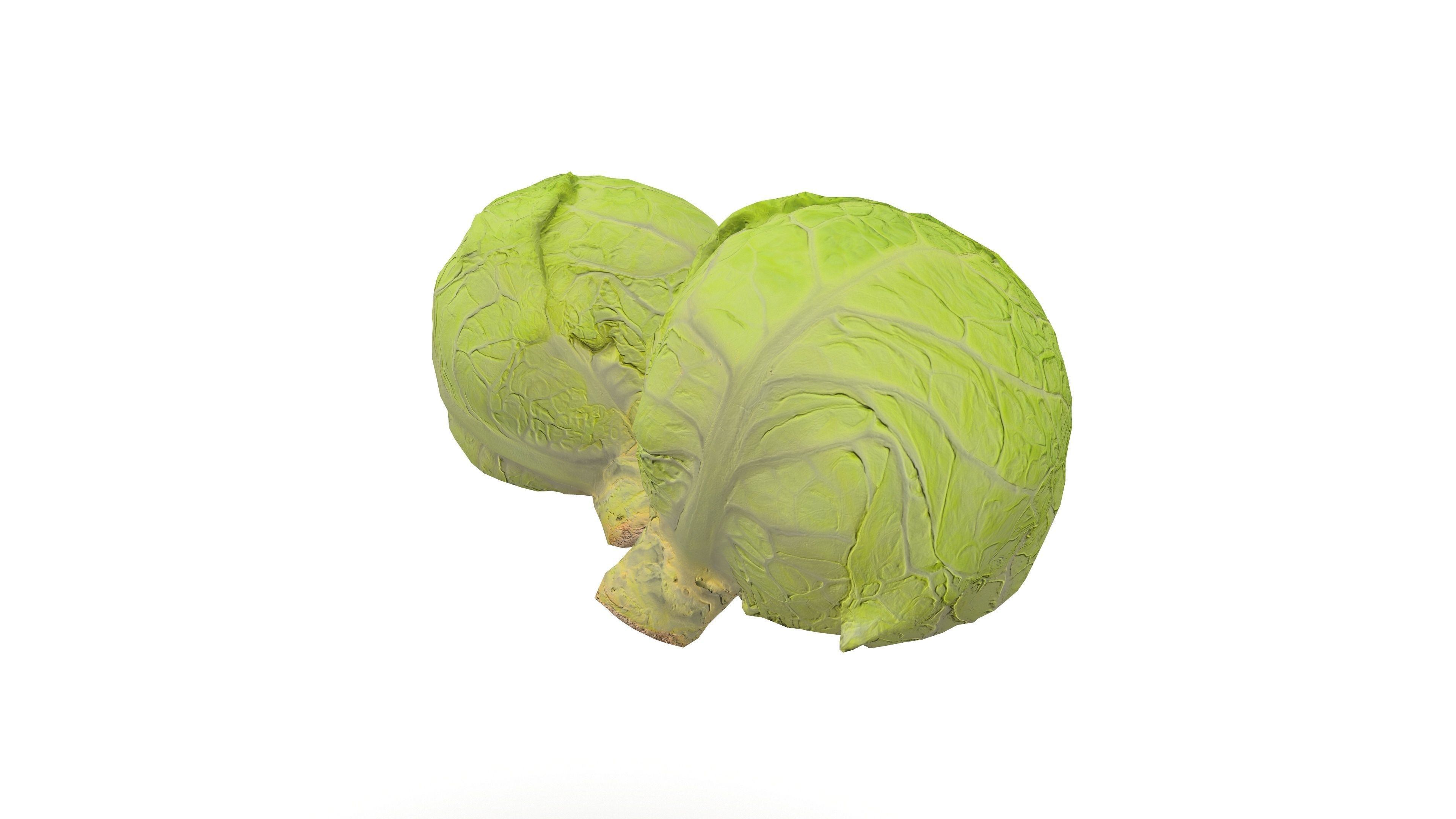 3D model Cabbage Vegetable 3D Model AR VR PBR VR / AR / low-poly | CGTrader