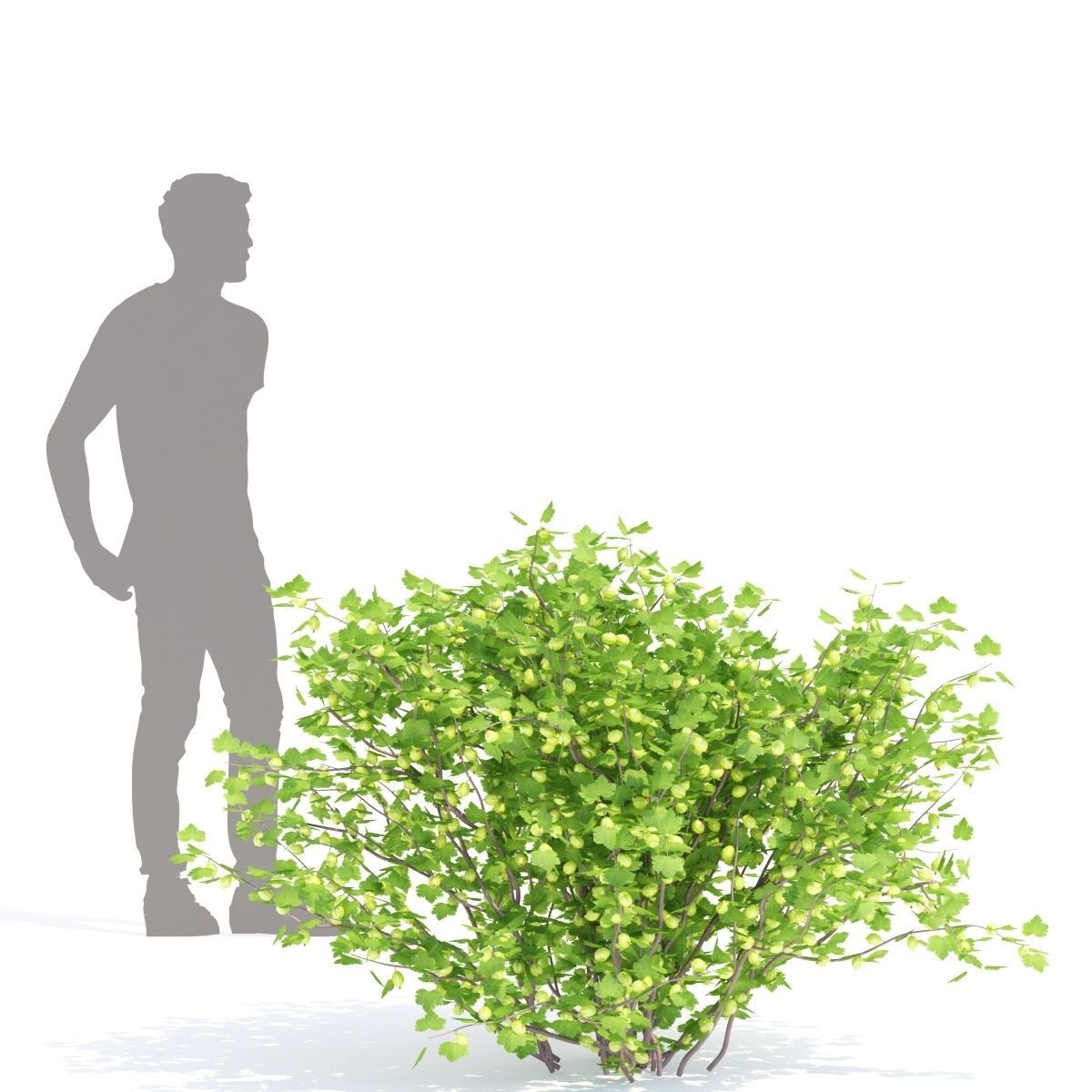 Gooseberry berry bush 3D model | CGTrader