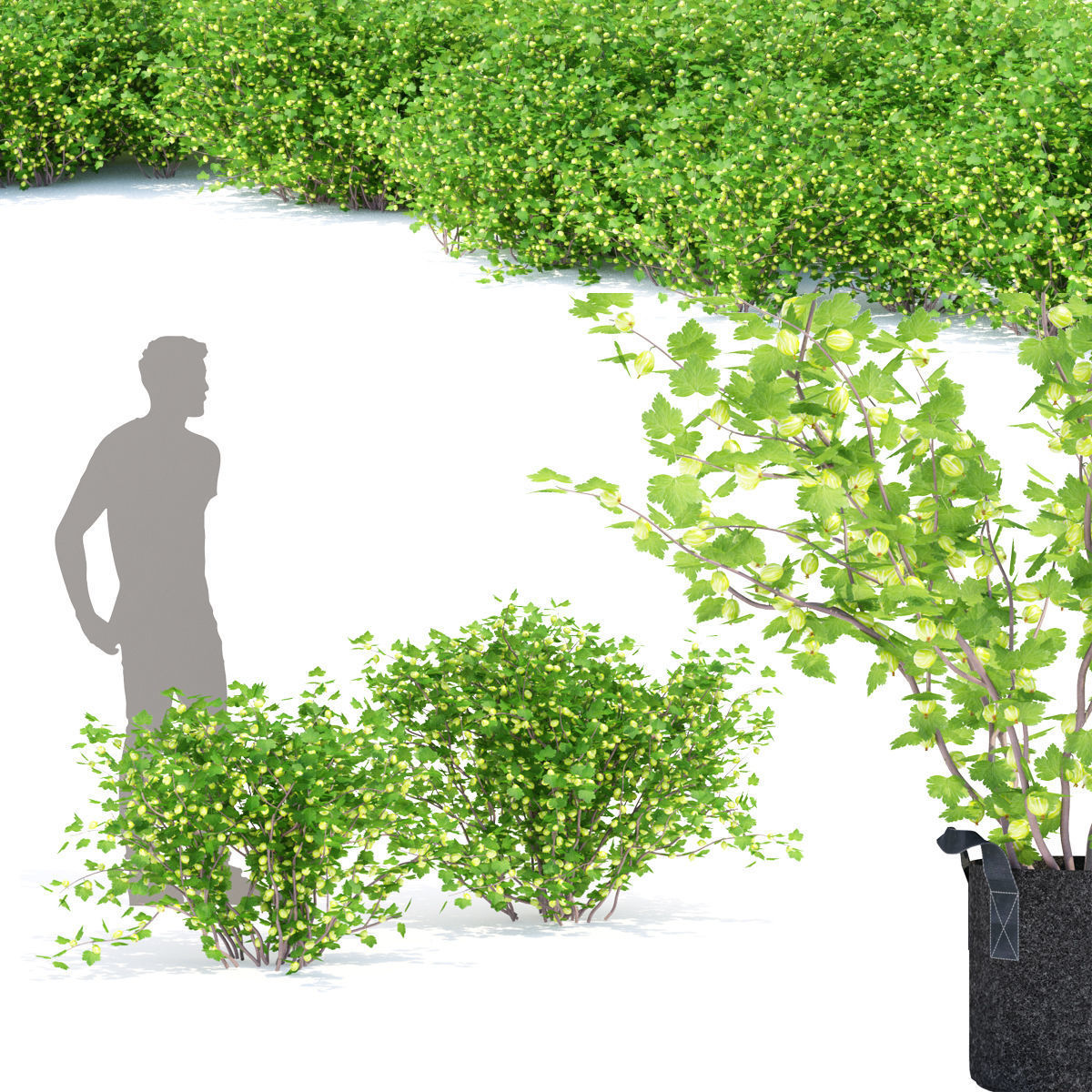 Gooseberry berry bush 3D model | CGTrader