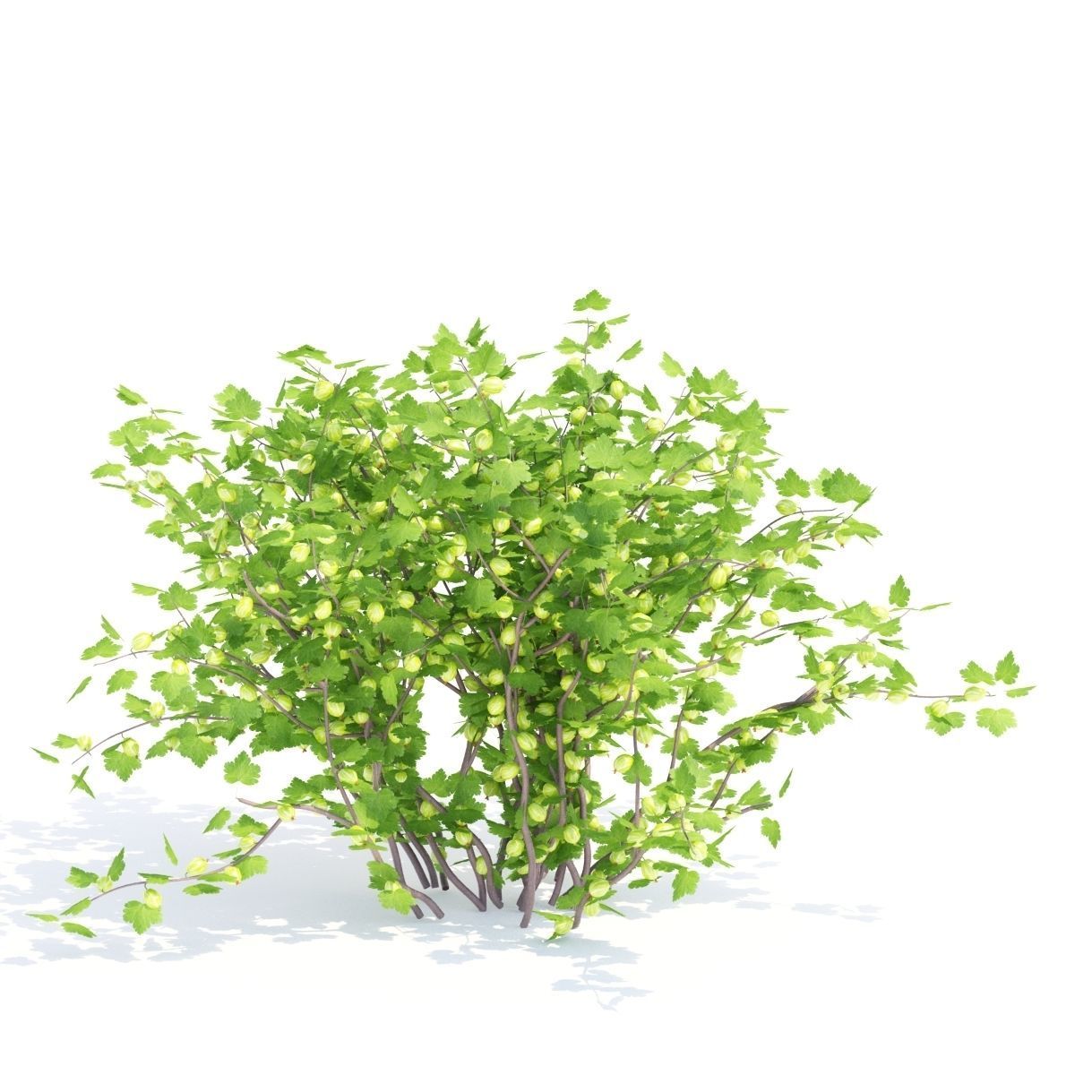 Gooseberry berry bush 3D model | CGTrader