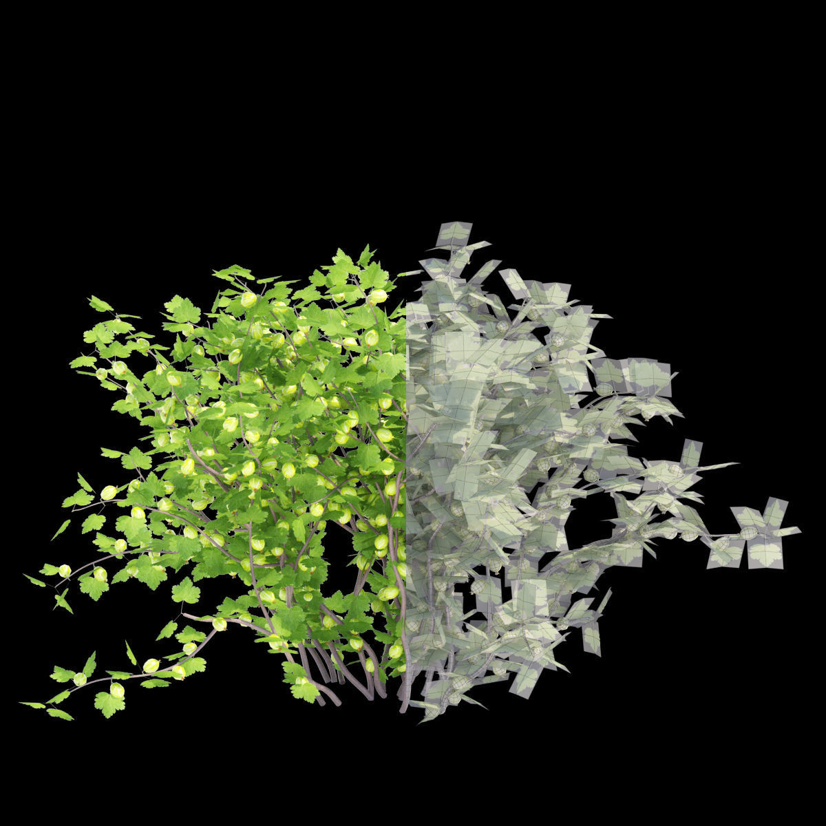 Gooseberry berry bush 3D model | CGTrader