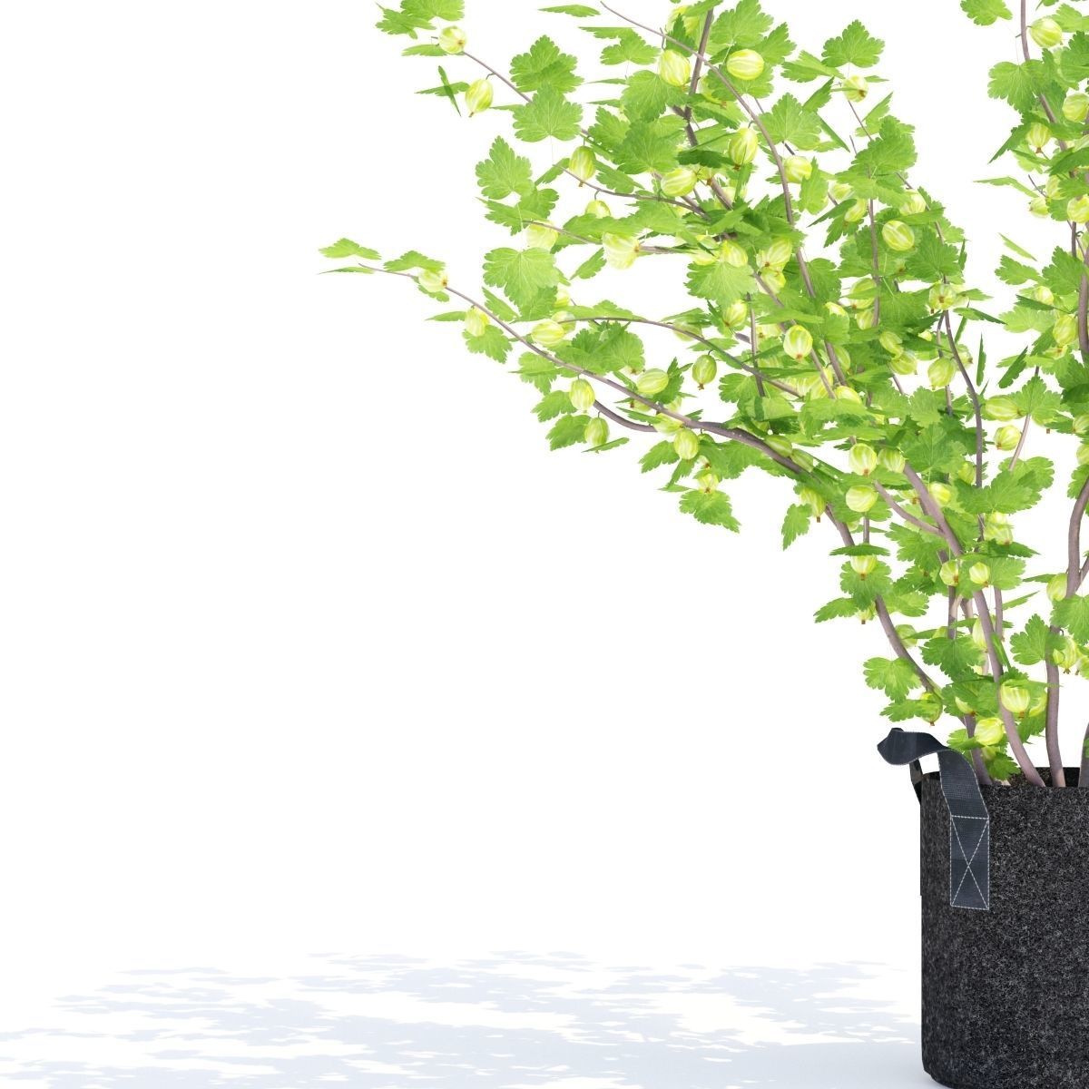 Gooseberry berry bush 3D model | CGTrader