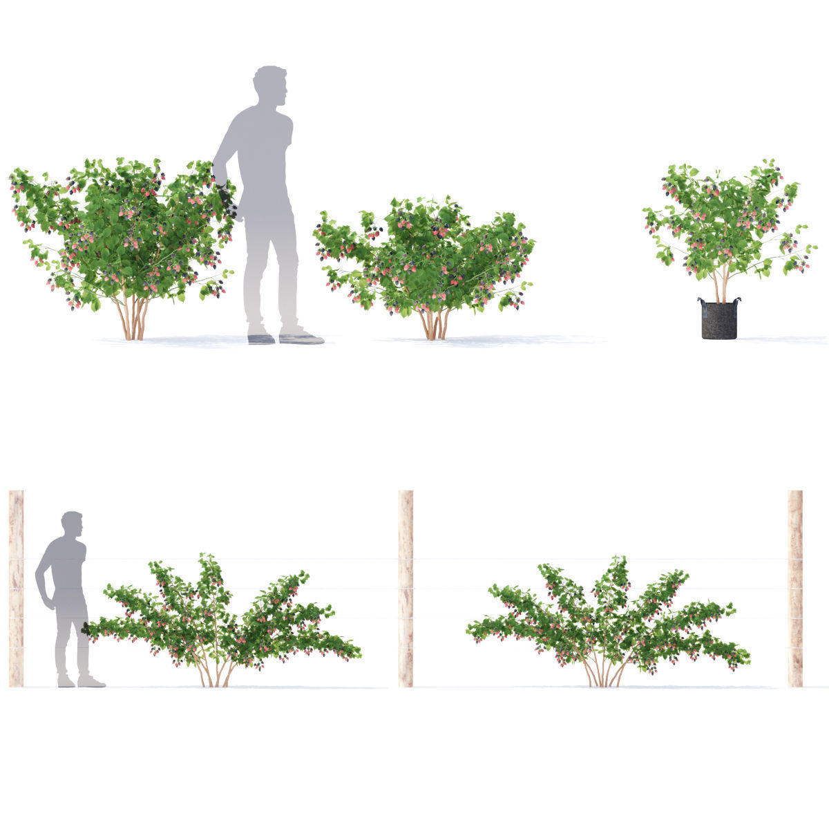 Bramble bush berry 3D model | CGTrader