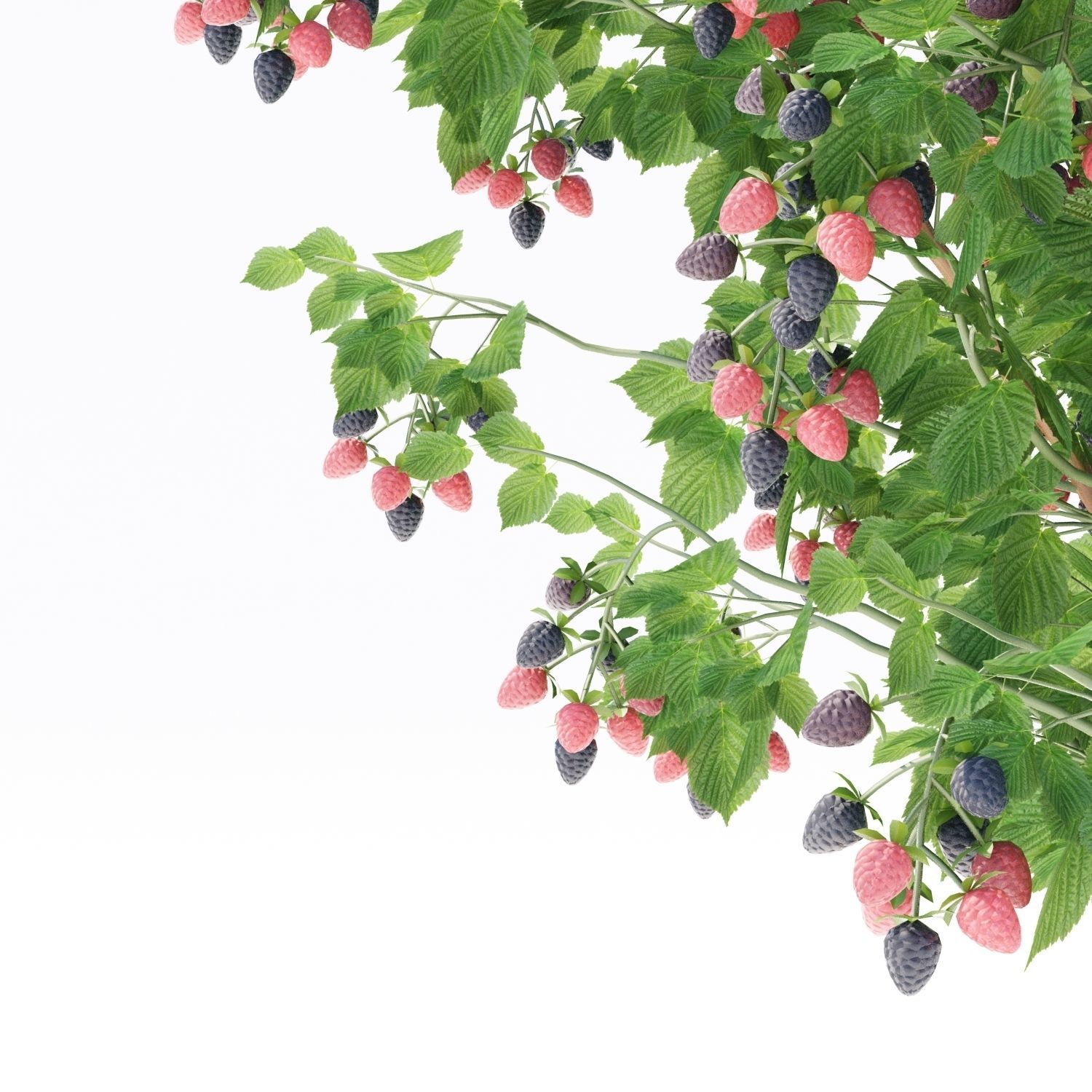 Bramble bush berry 3D model | CGTrader