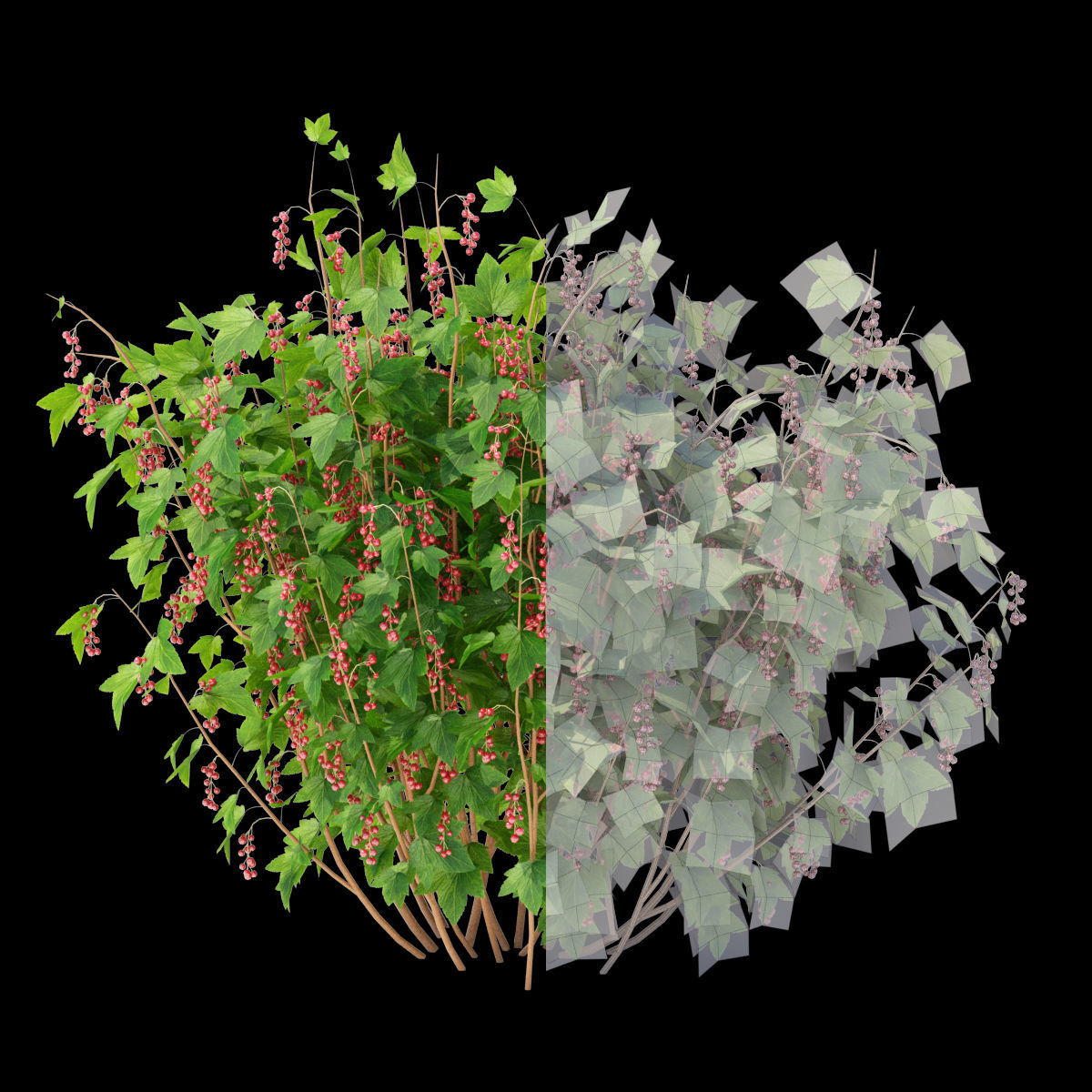 Currant red berry bush 3D model | CGTrader