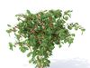 Raspberries bush berry 3D model | CGTrader