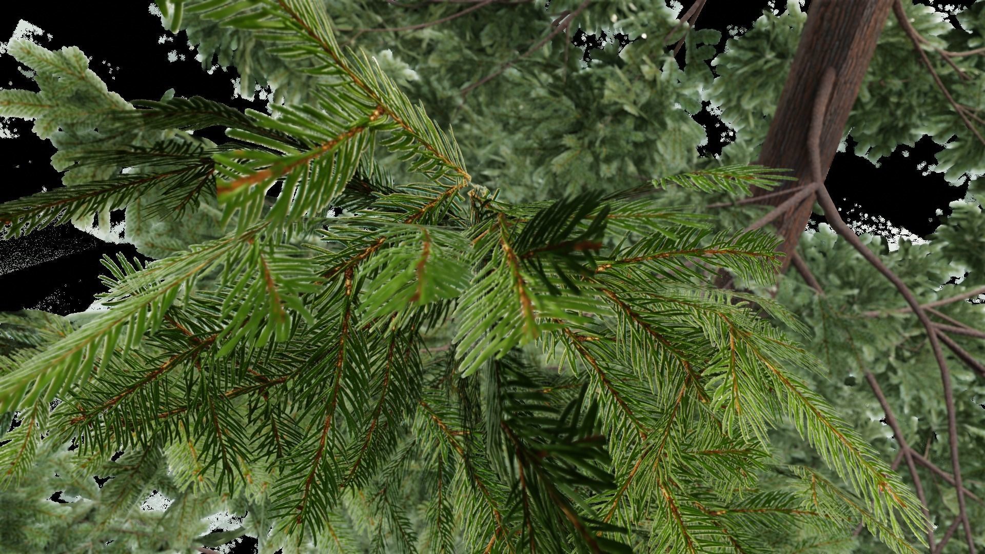 Spruce tree for the Games 3D model | CGTrader