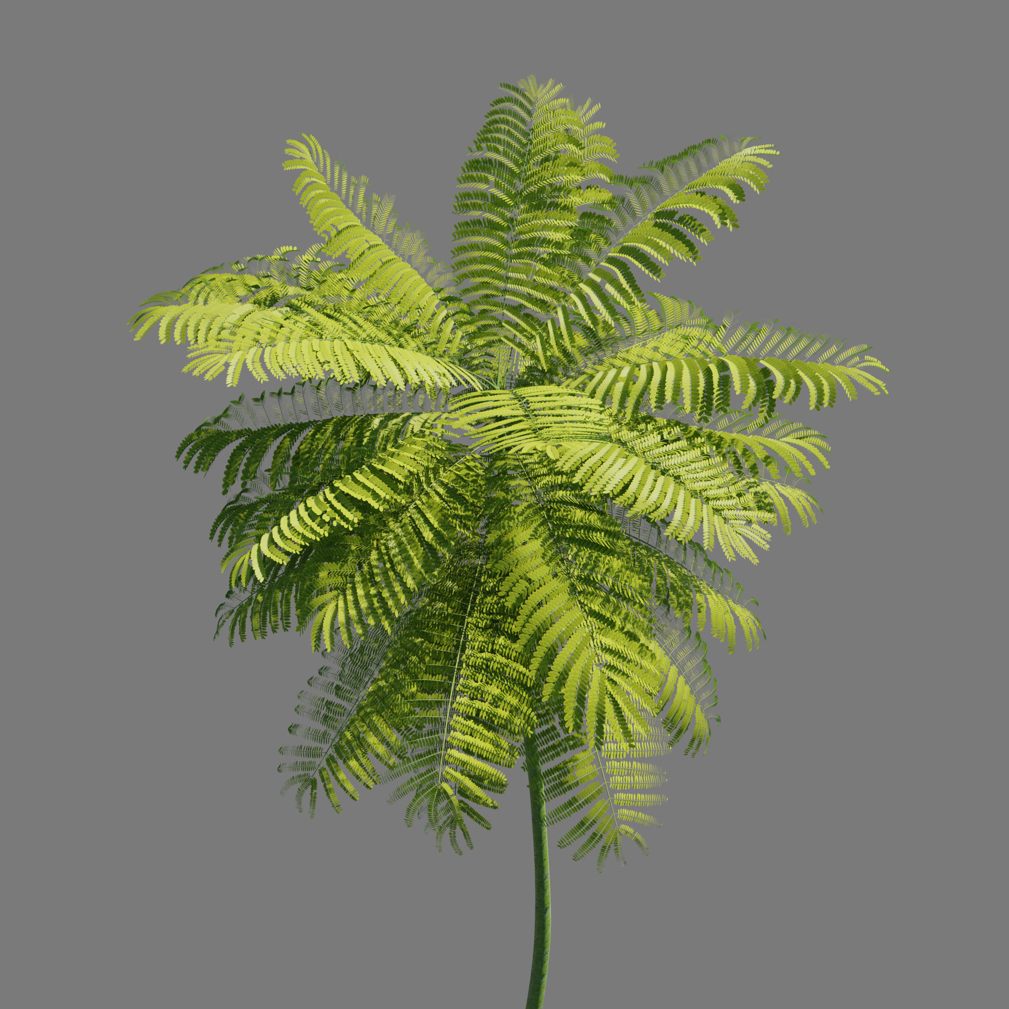 3D model Schizolobium parahyba - Guapuruvu - Pakis Brazil VR / AR / low ...