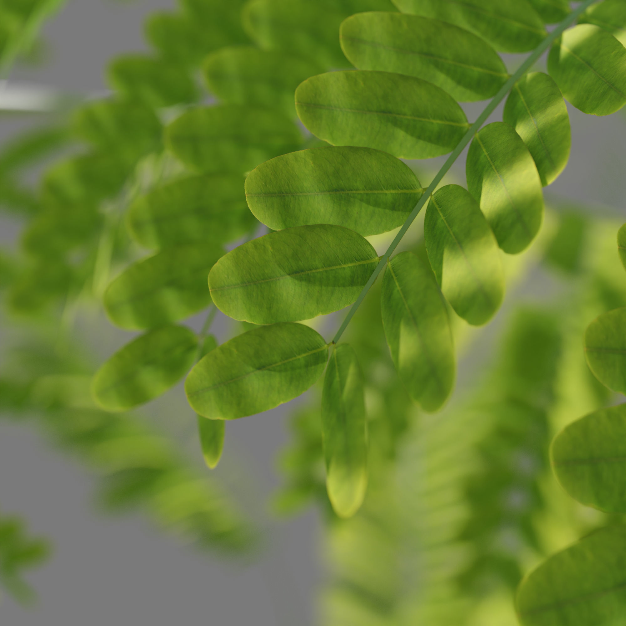 3D model Schizolobium parahyba - Guapuruvu - Pakis Brazil VR / AR / low ...