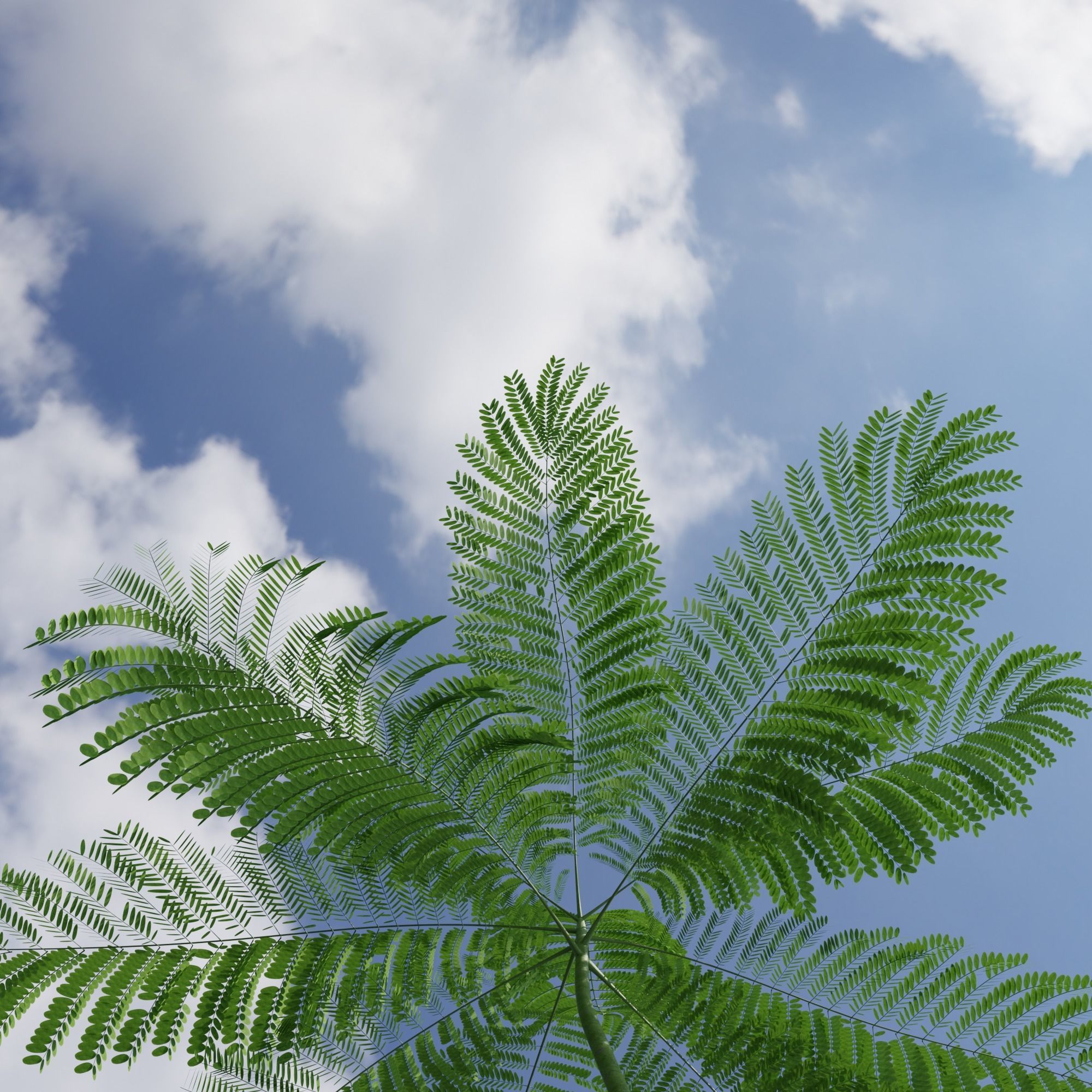 3D model Schizolobium parahyba - Guapuruvu - Pakis Brazil VR / AR / low ...