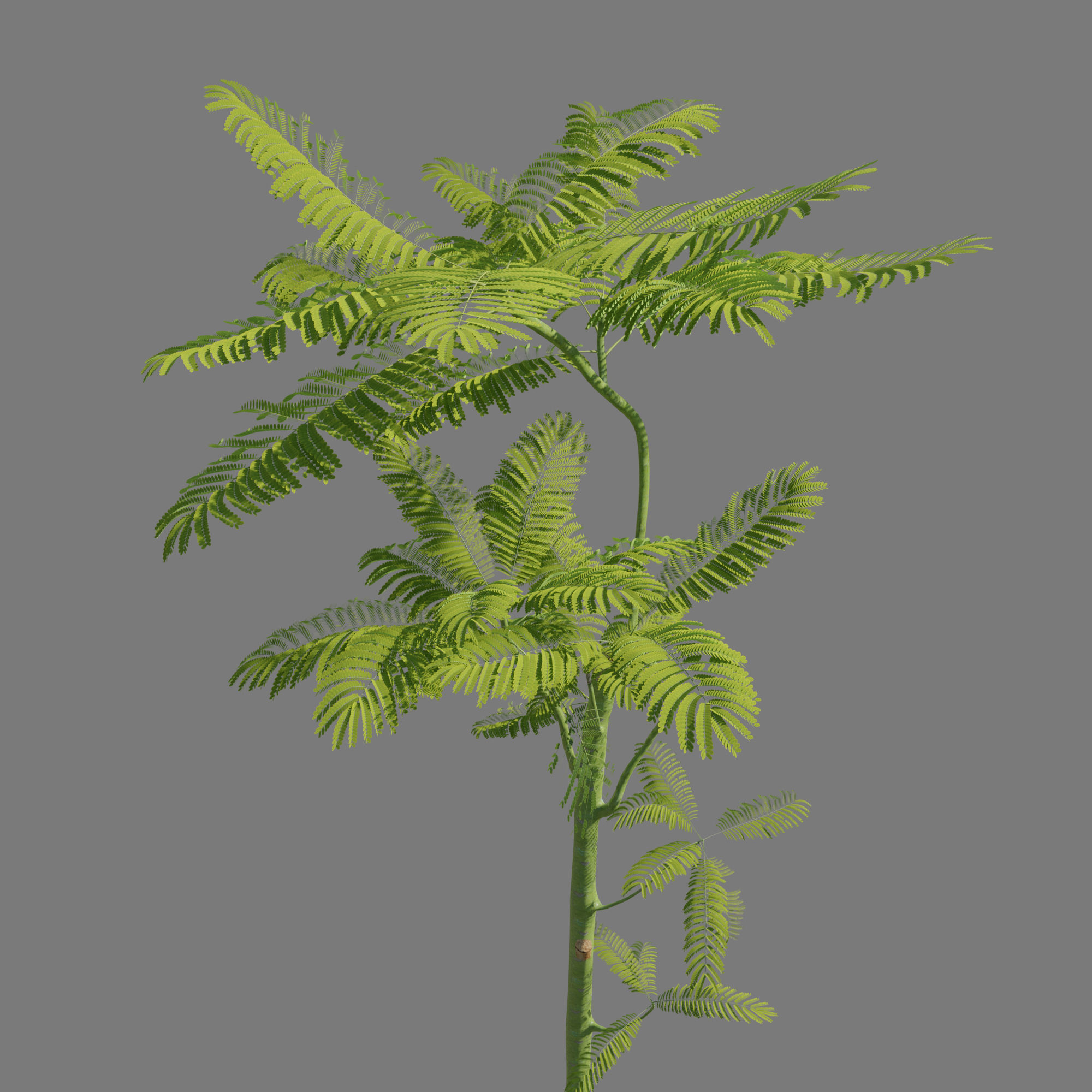 3D model Schizolobium parahyba - Guapuruvu - Pakis Brazil VR / AR / low ...