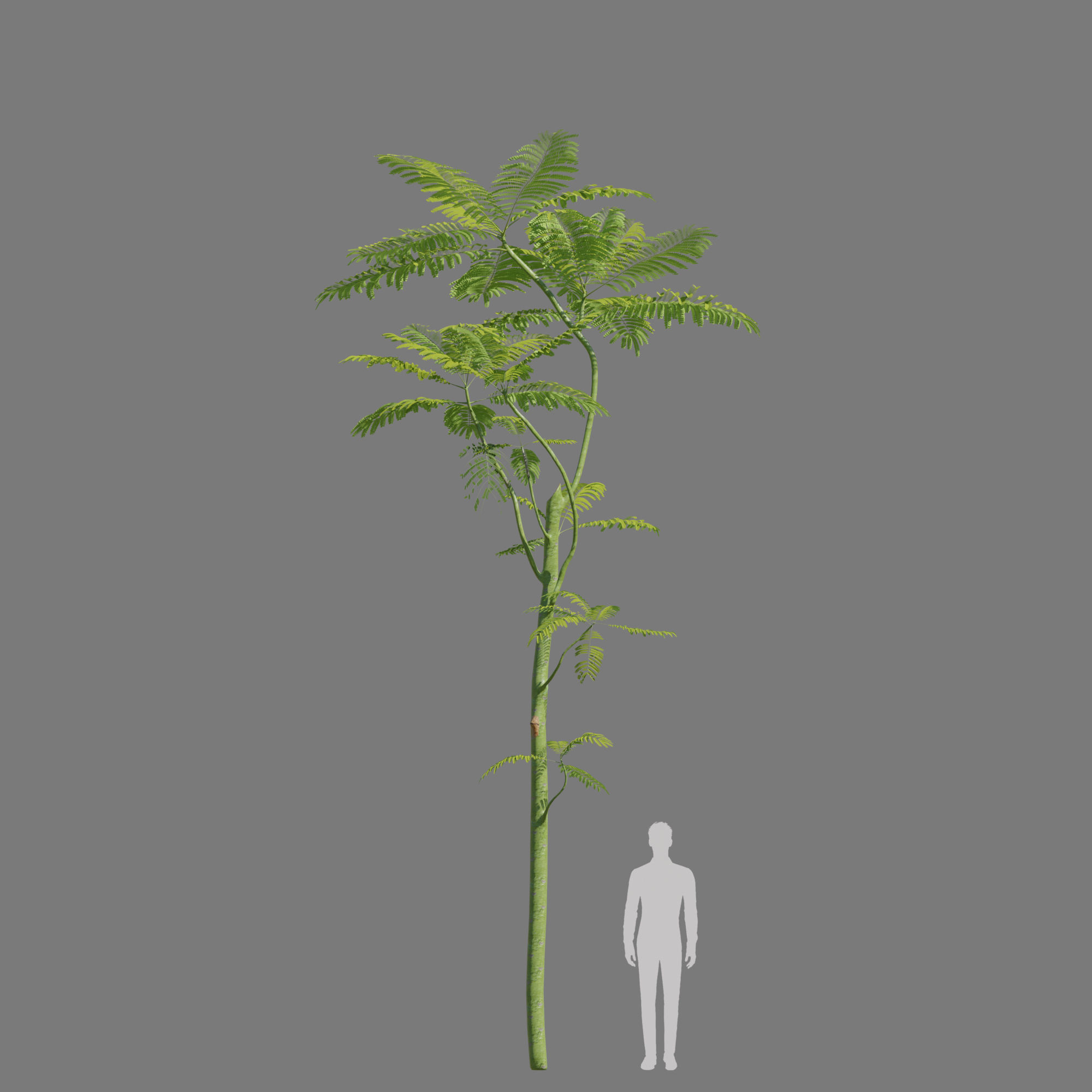3D model Schizolobium parahyba - Guapuruvu - Pakis Brazil VR / AR / low ...