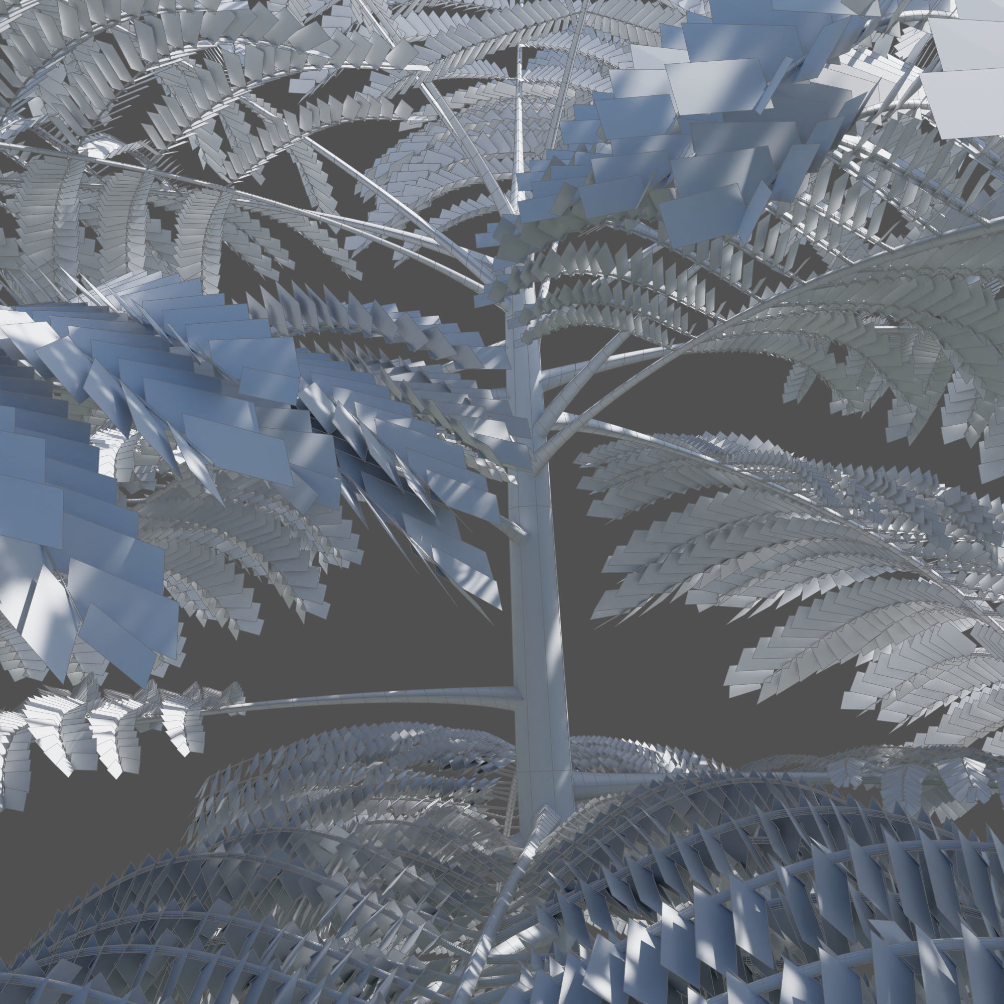 3D model Schizolobium parahyba - Guapuruvu - Pakis Brazil VR / AR / low ...