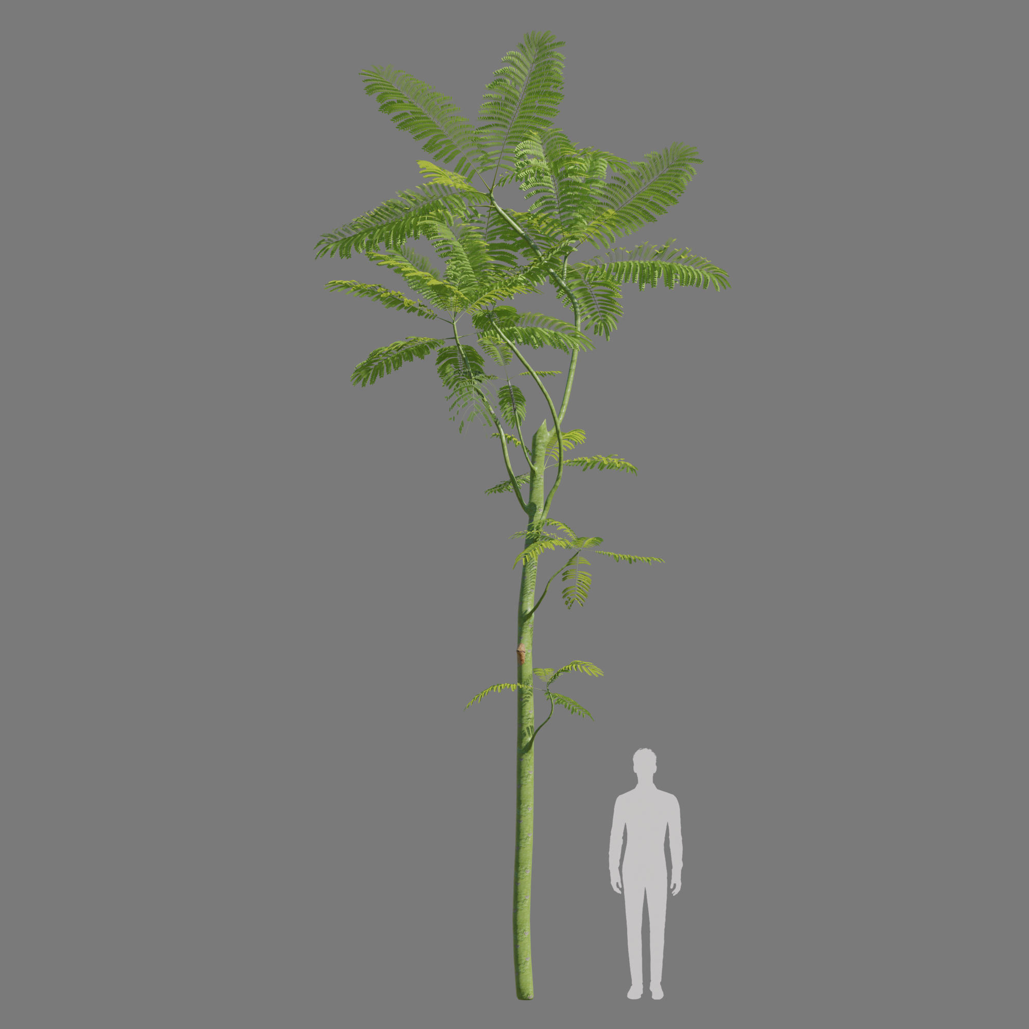 3D model Schizolobium parahyba - Guapuruvu - Pakis Brazil VR / AR / low ...