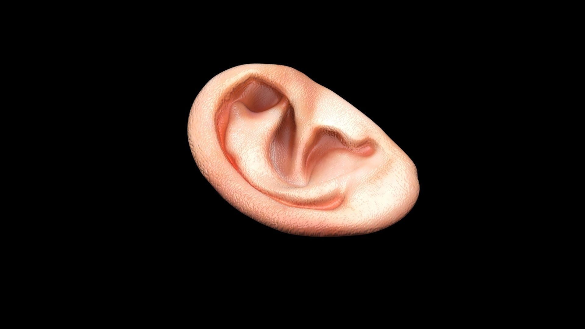 Human Ear 3D model | CGTrader