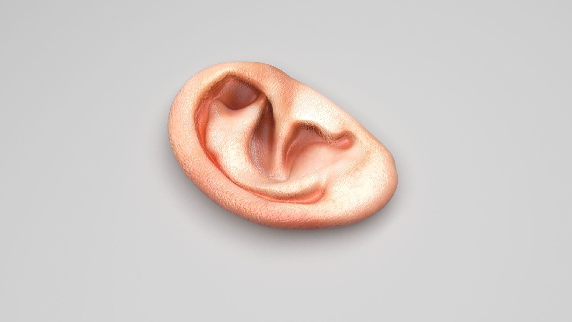 Human Ear 3D model | CGTrader