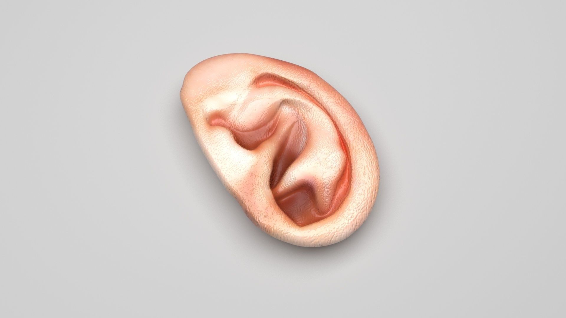 Human Ear 3D model | CGTrader