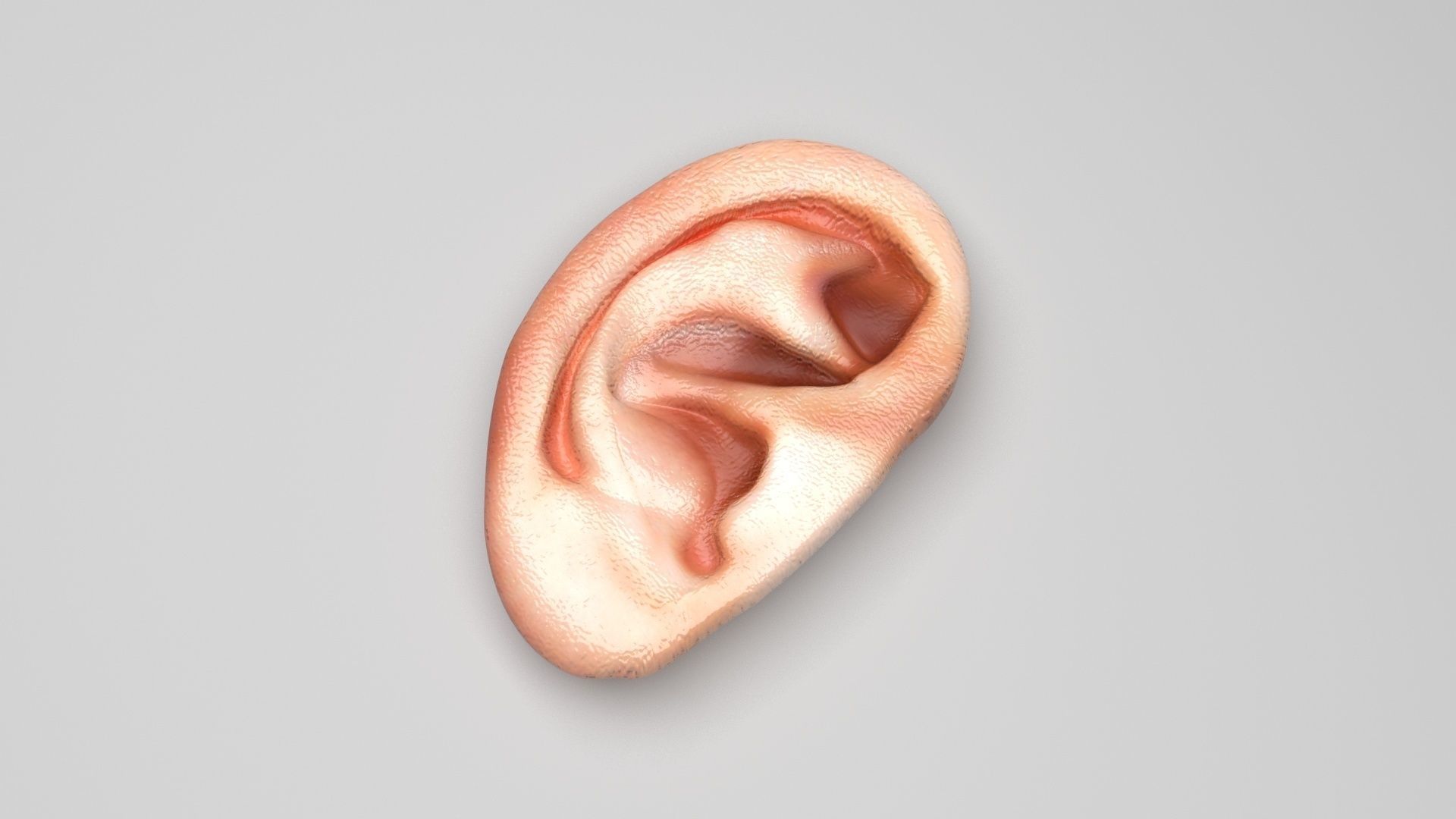 Human Ear 3D model | CGTrader