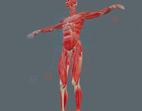 Rigged Muscular 3D Models | CGTrader