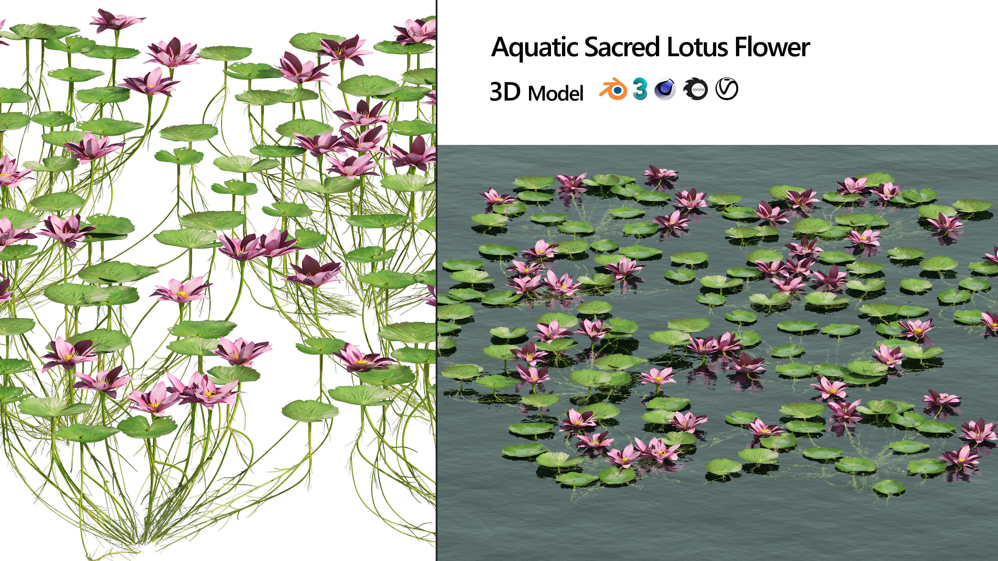 aquatic lotus flower 3D model | CGTrader