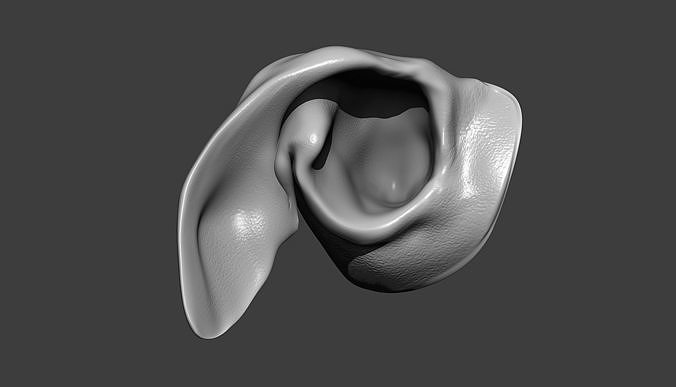 Dog Ear Highpoly Sculpt 3D model | CGTrader