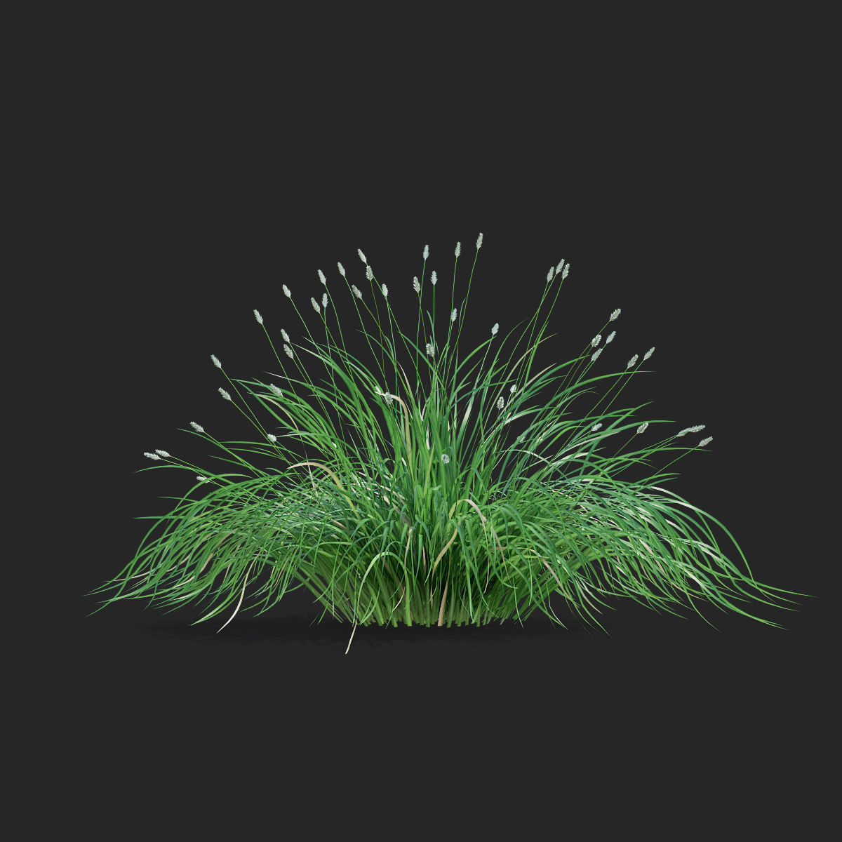 Sesleria nitida ornamental grass 3D model | CGTrader