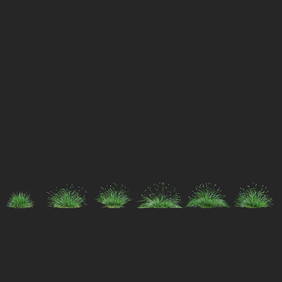 Sesleria nitida ornamental grass 3D model | CGTrader