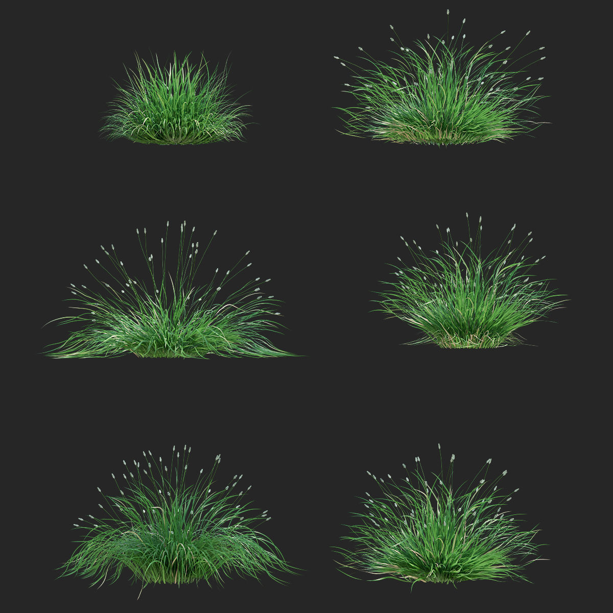 Sesleria nitida ornamental grass 3D model | CGTrader