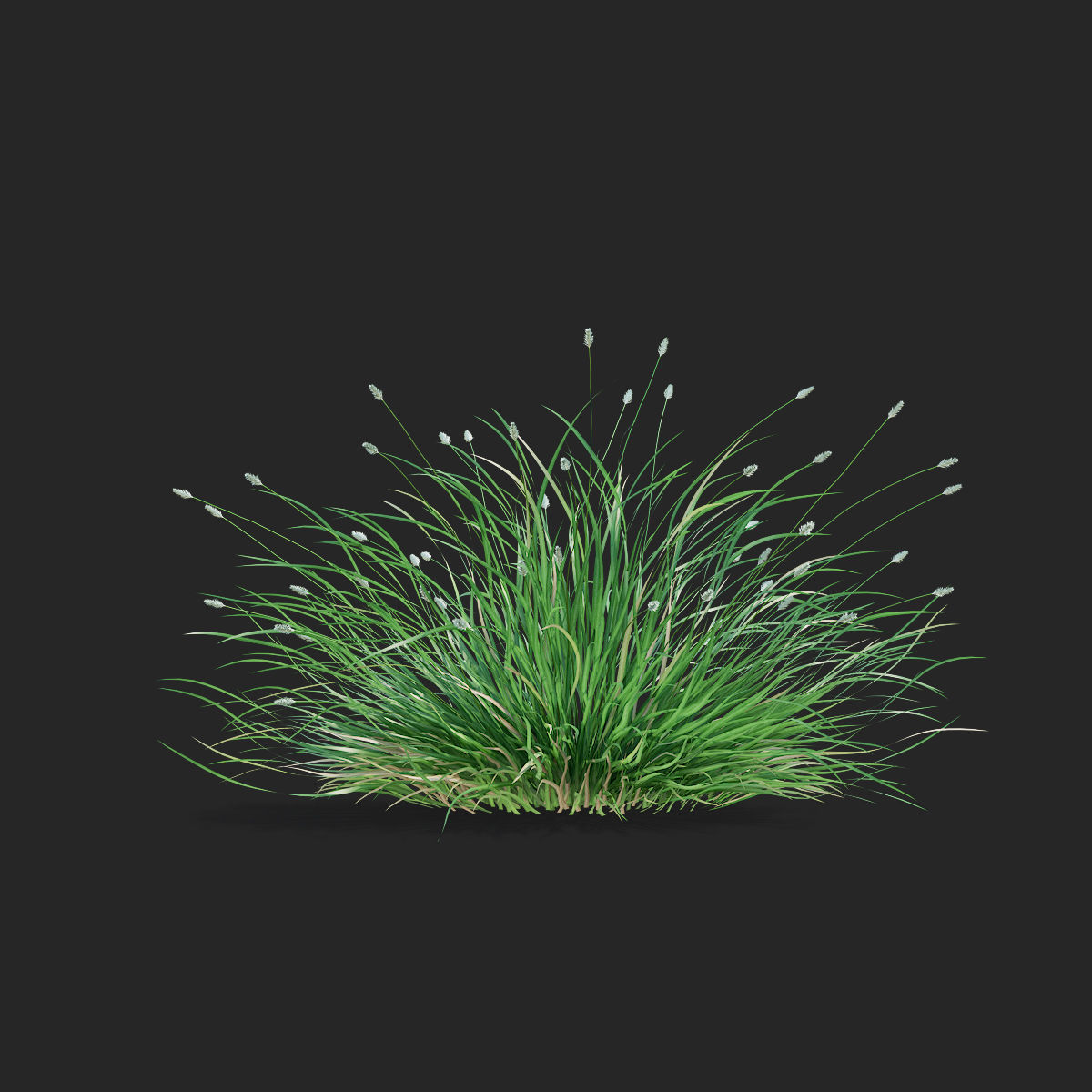 Sesleria nitida ornamental grass 3D model | CGTrader
