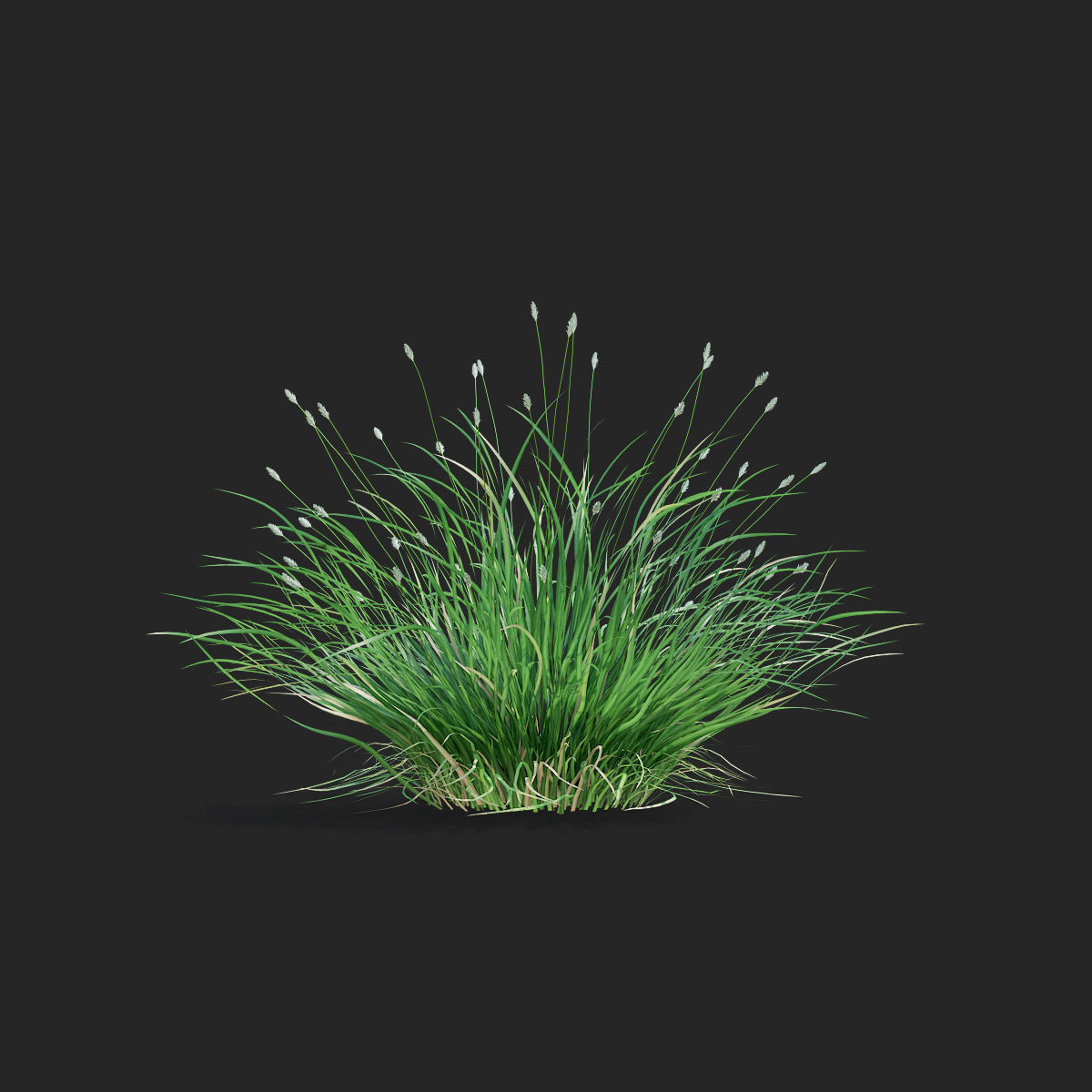 Sesleria nitida ornamental grass 3D model | CGTrader