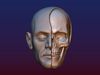 Half Face Two Face 3D model 3D printable | CGTrader