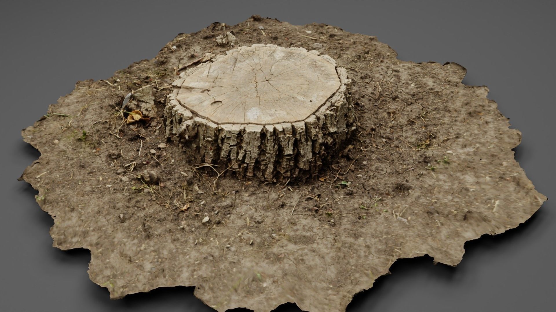 Tree trunk raw scan 3D model | CGTrader