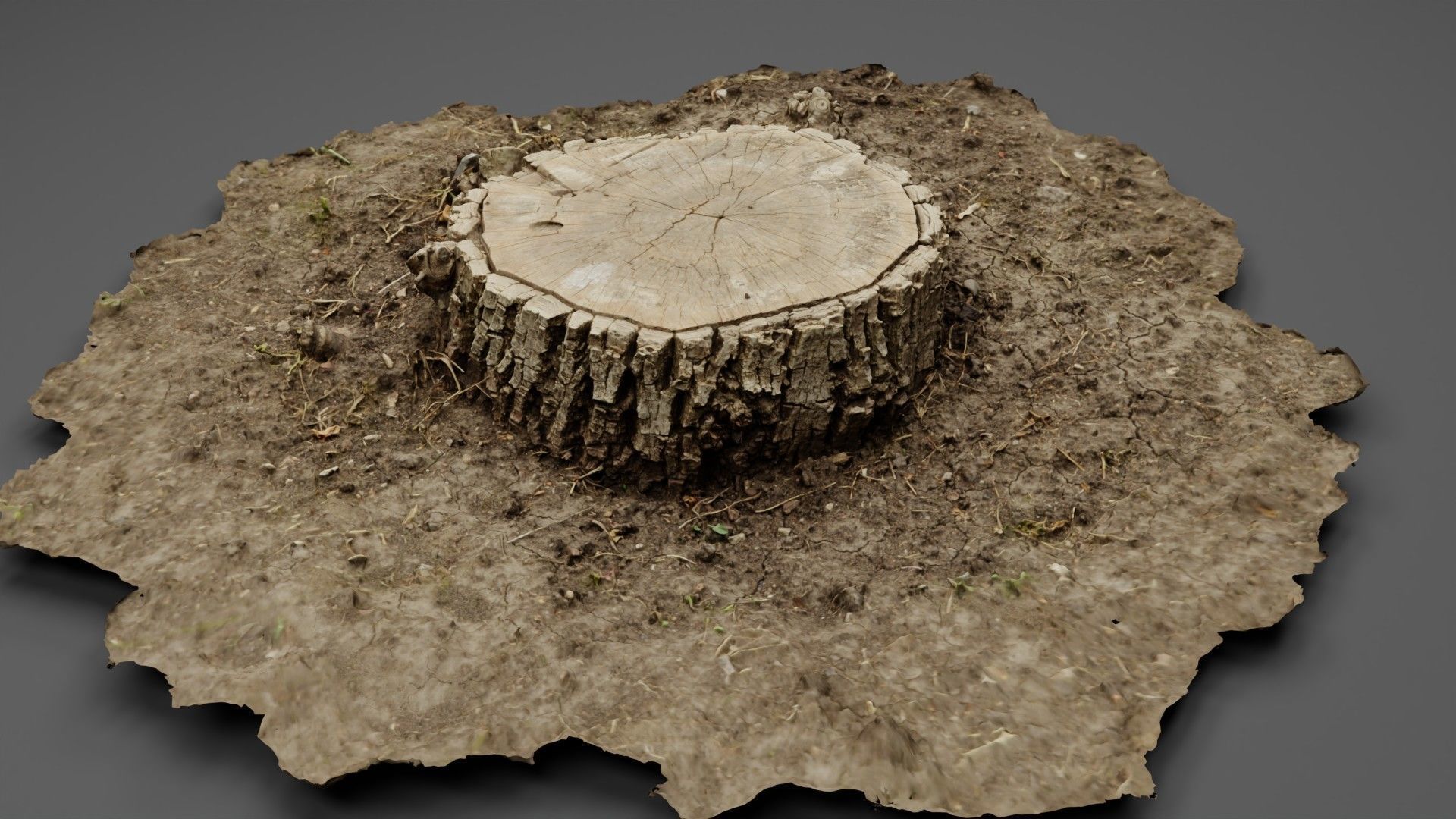 Tree trunk raw scan 3D model | CGTrader