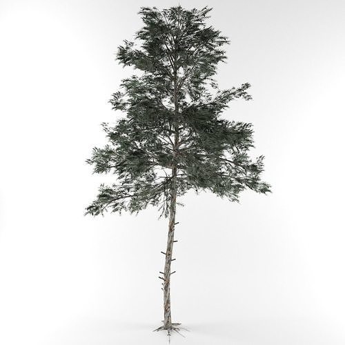 pine tree 3D model | CGTrader