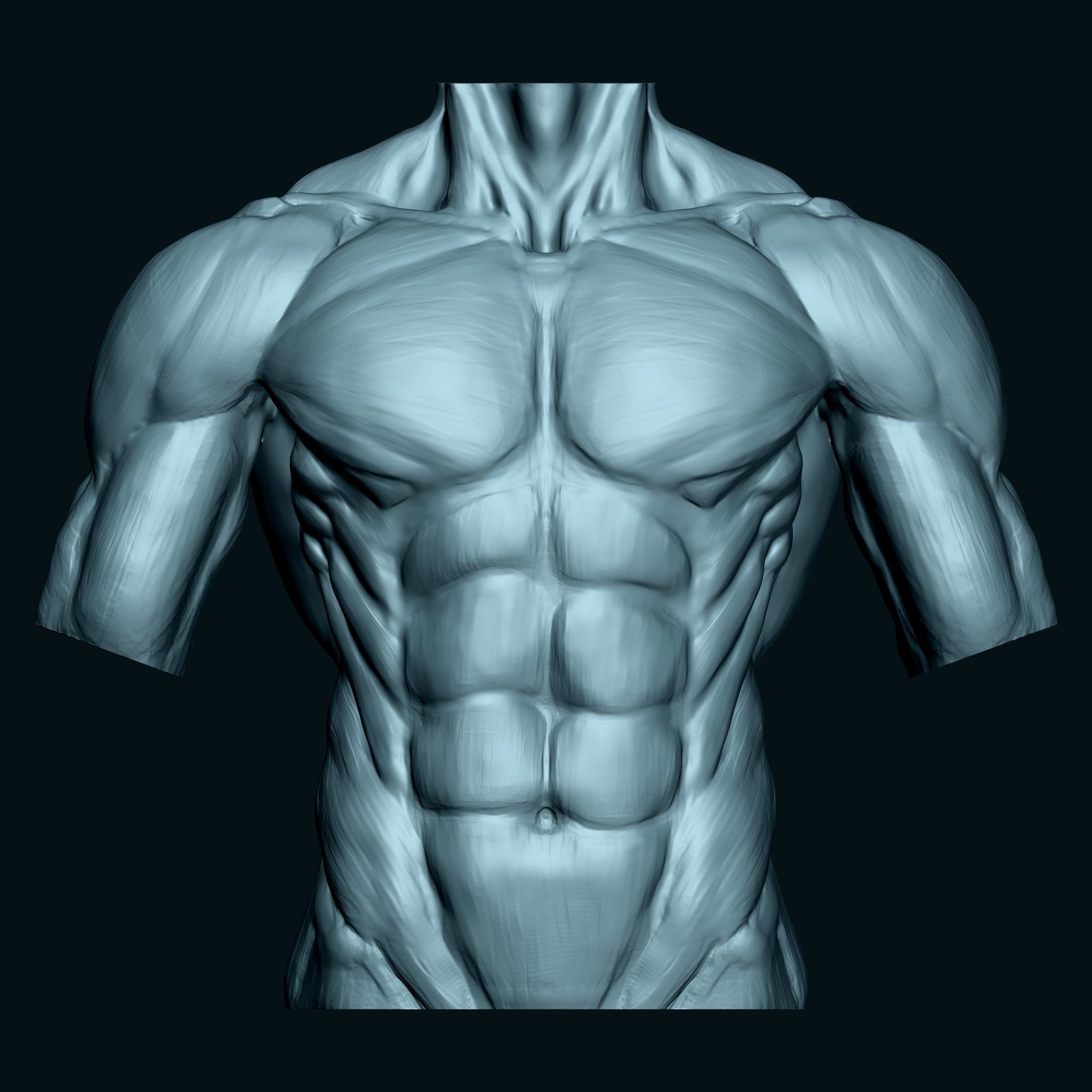 Male Human Torso 3D model | CGTrader