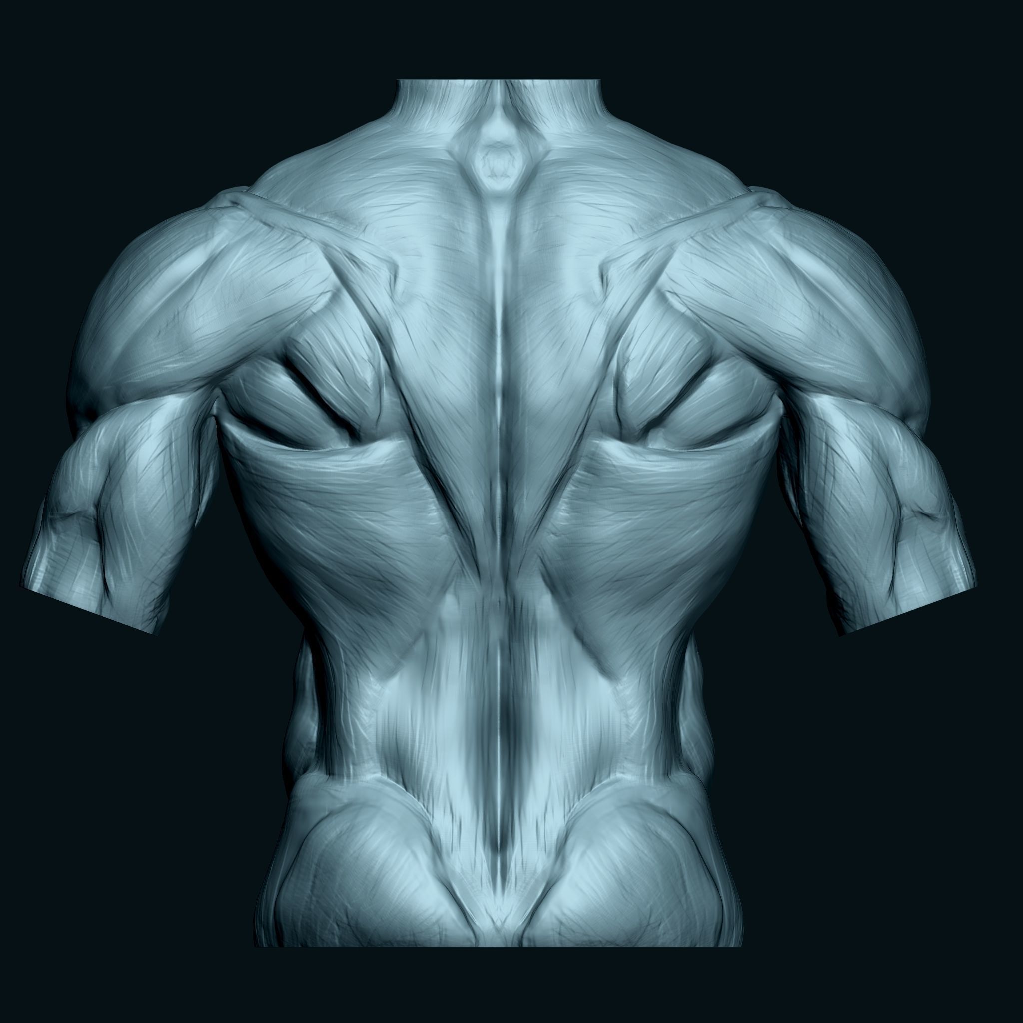 Male Human Torso 3D model | CGTrader