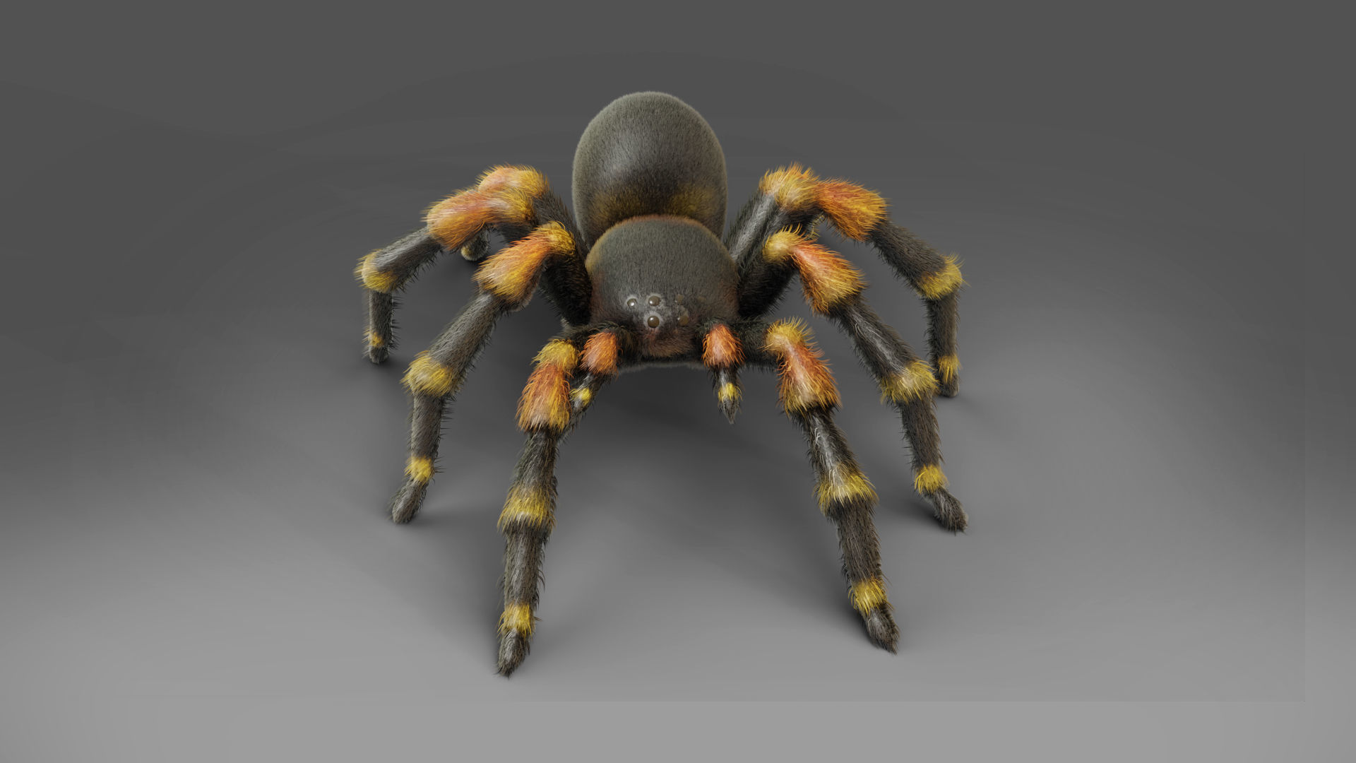 3D model 3D Spider Tarantula Rigged and Animation VR / AR / low-poly ...