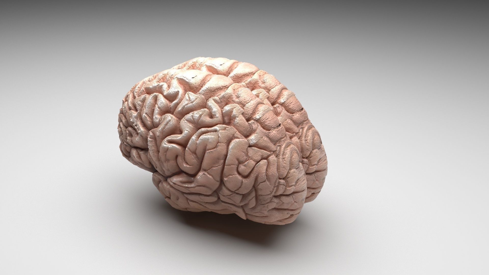 Human Brain 3D model | CGTrader