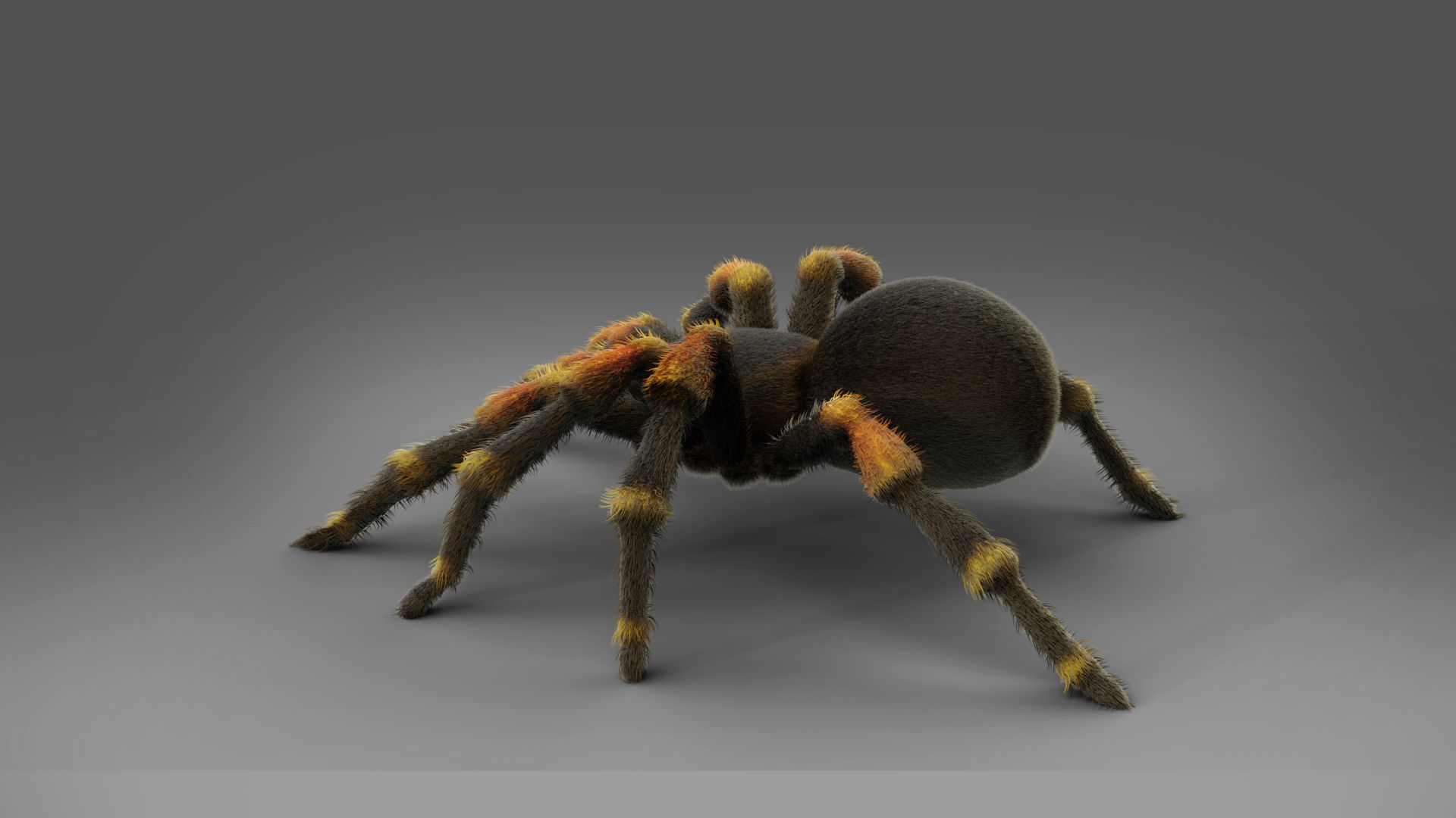 3D model 3D Spider Tarantula Rigged VR / AR / low-poly | CGTrader