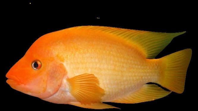 Red Devil Fish 3D model | CGTrader