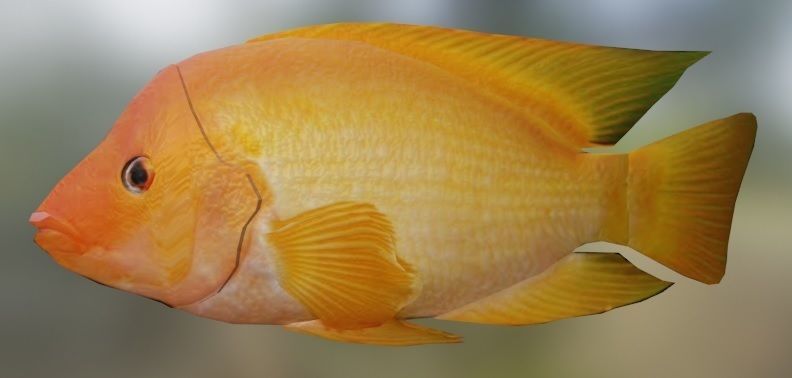 Red Devil Fish 3D model | CGTrader