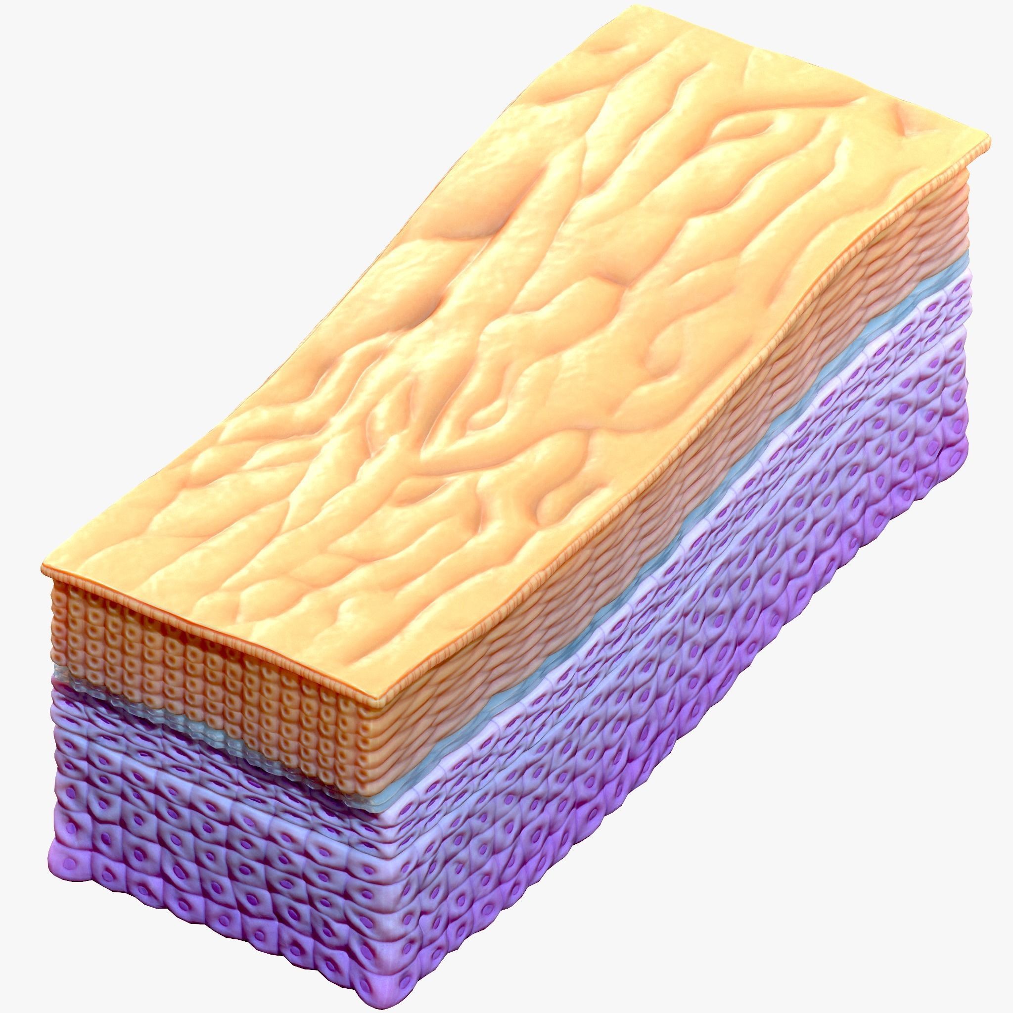 Epidermis Cross Section 3D model | CGTrader