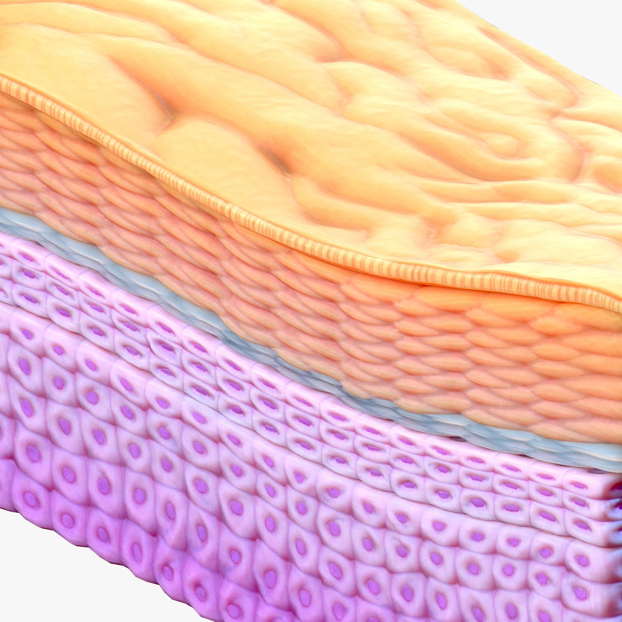 Epidermis Cross Section 3D model | CGTrader