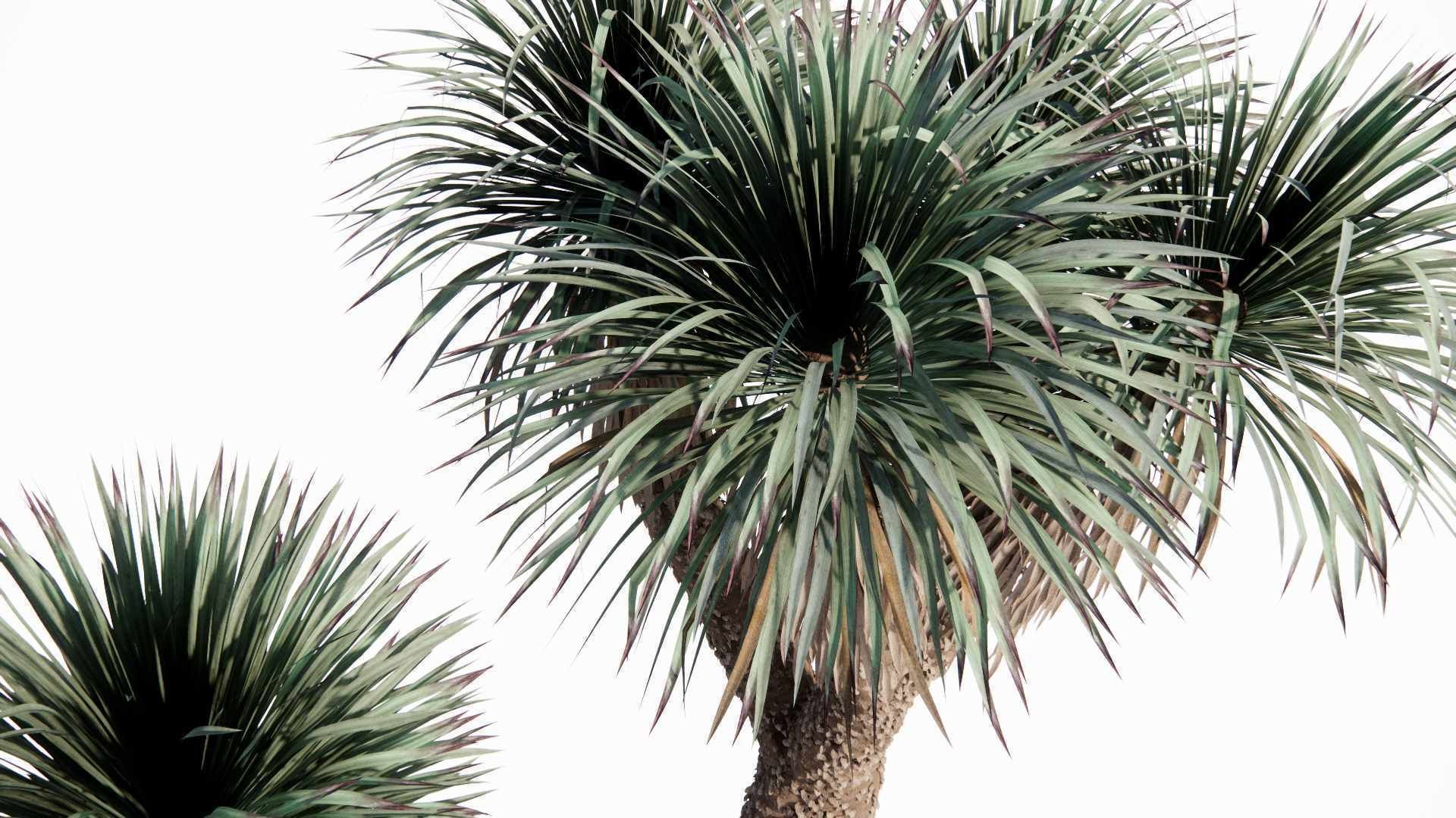 Yucca rostrata 3D model | CGTrader