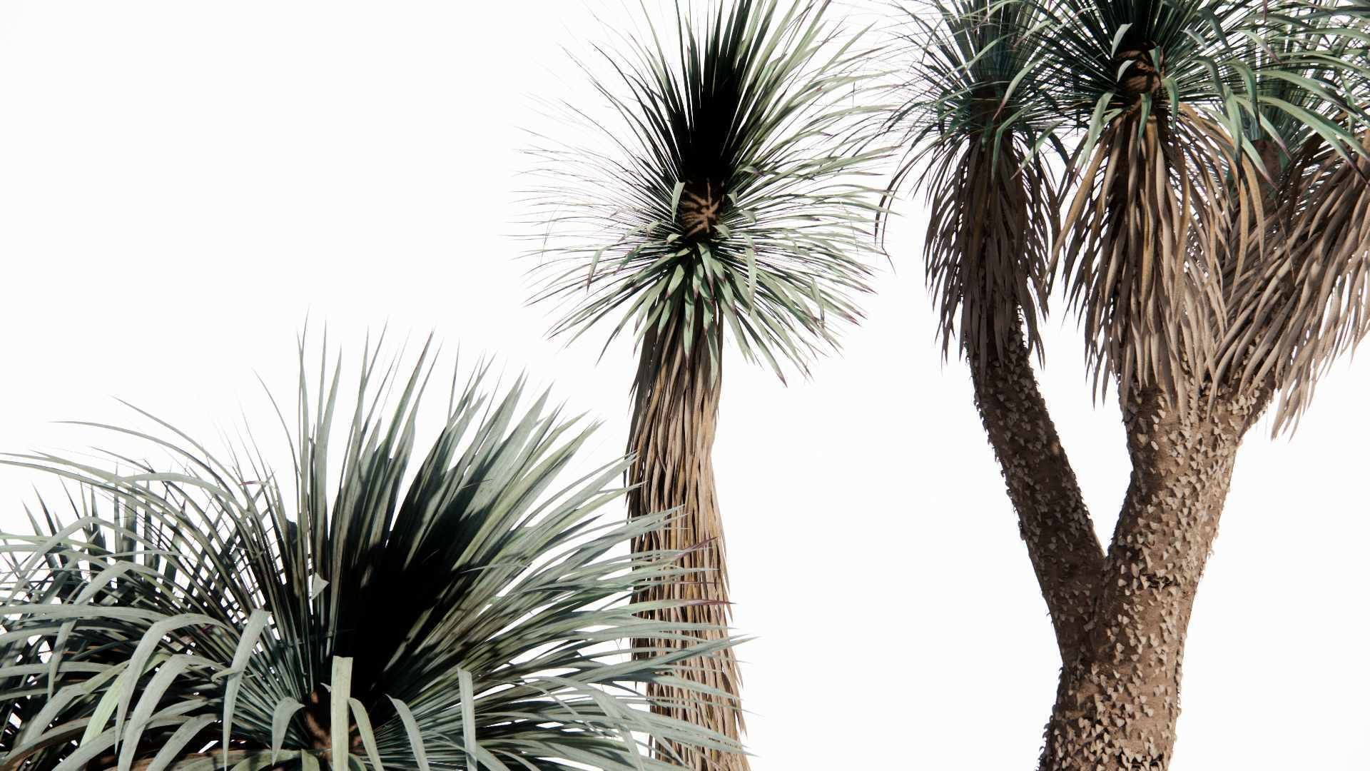 Yucca rostrata 3D model | CGTrader