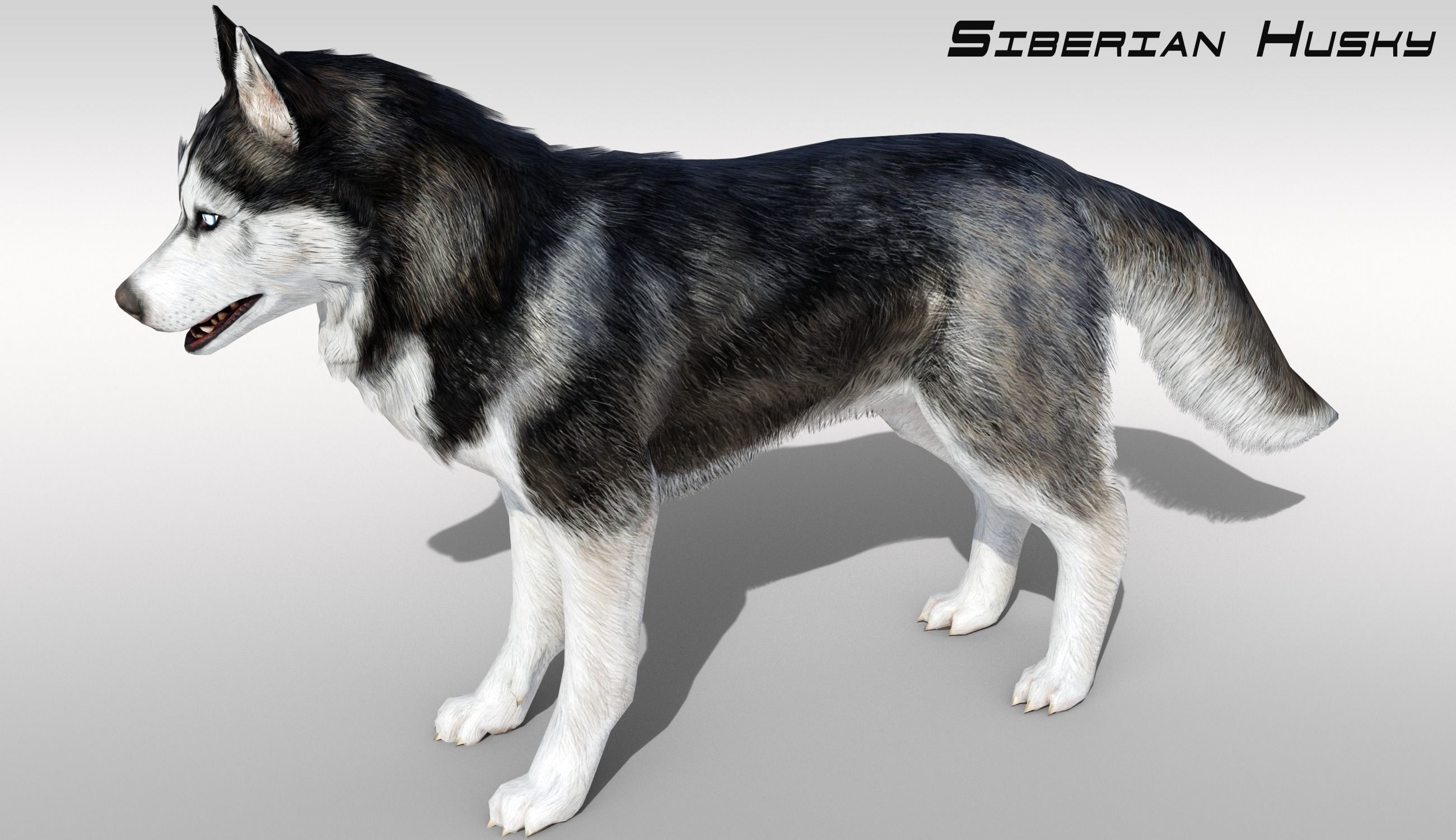 3D model Siberian Husky Fur Rigged VR / AR / low-poly | CGTrader