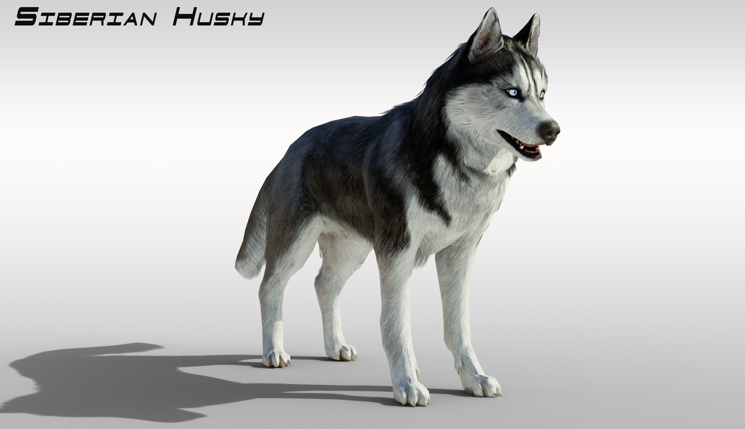 3D model Siberian Husky Fur Rigged VR / AR / low-poly | CGTrader